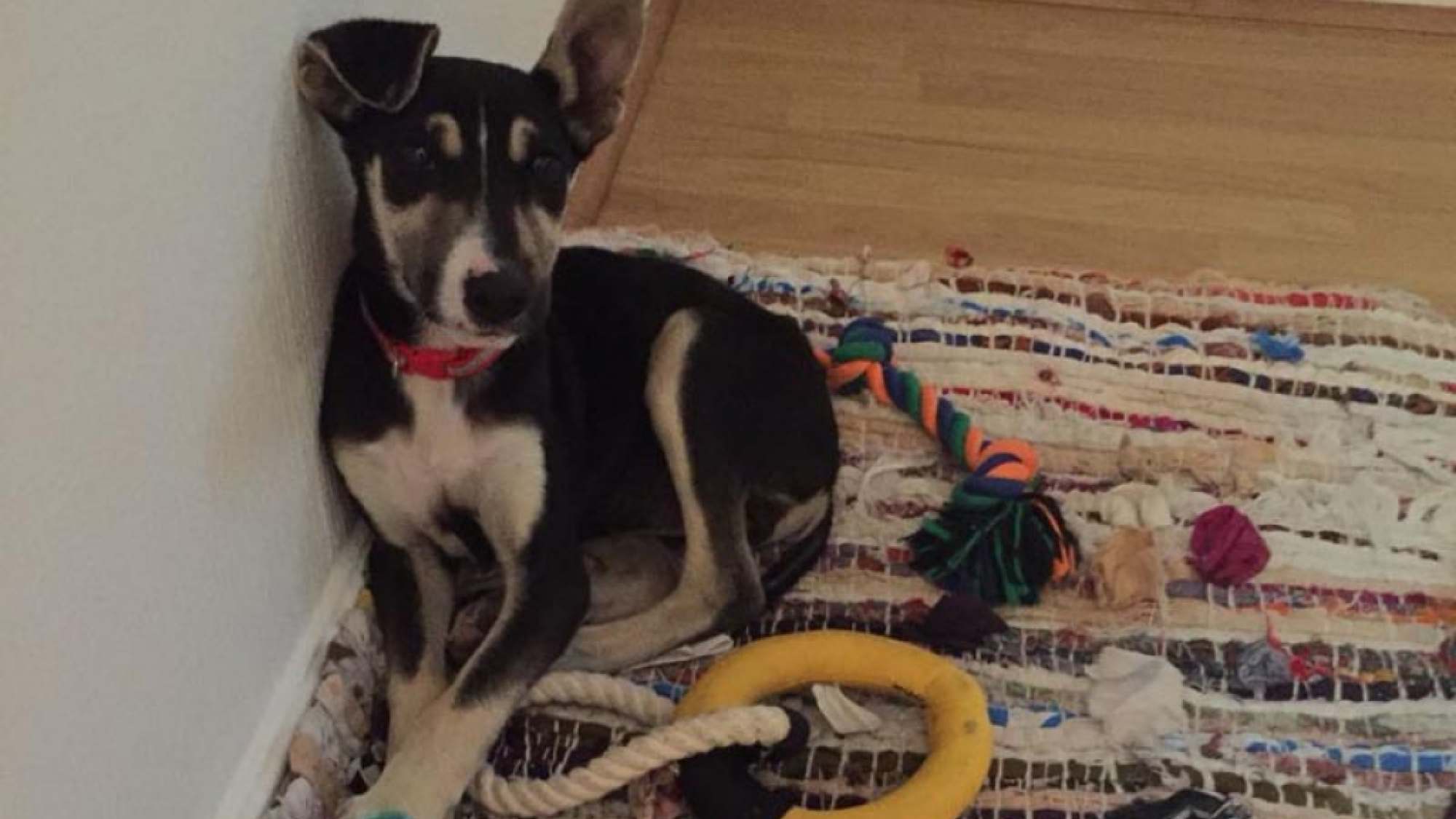 La historia de la cachorra Bonita - Mestizos Magazine