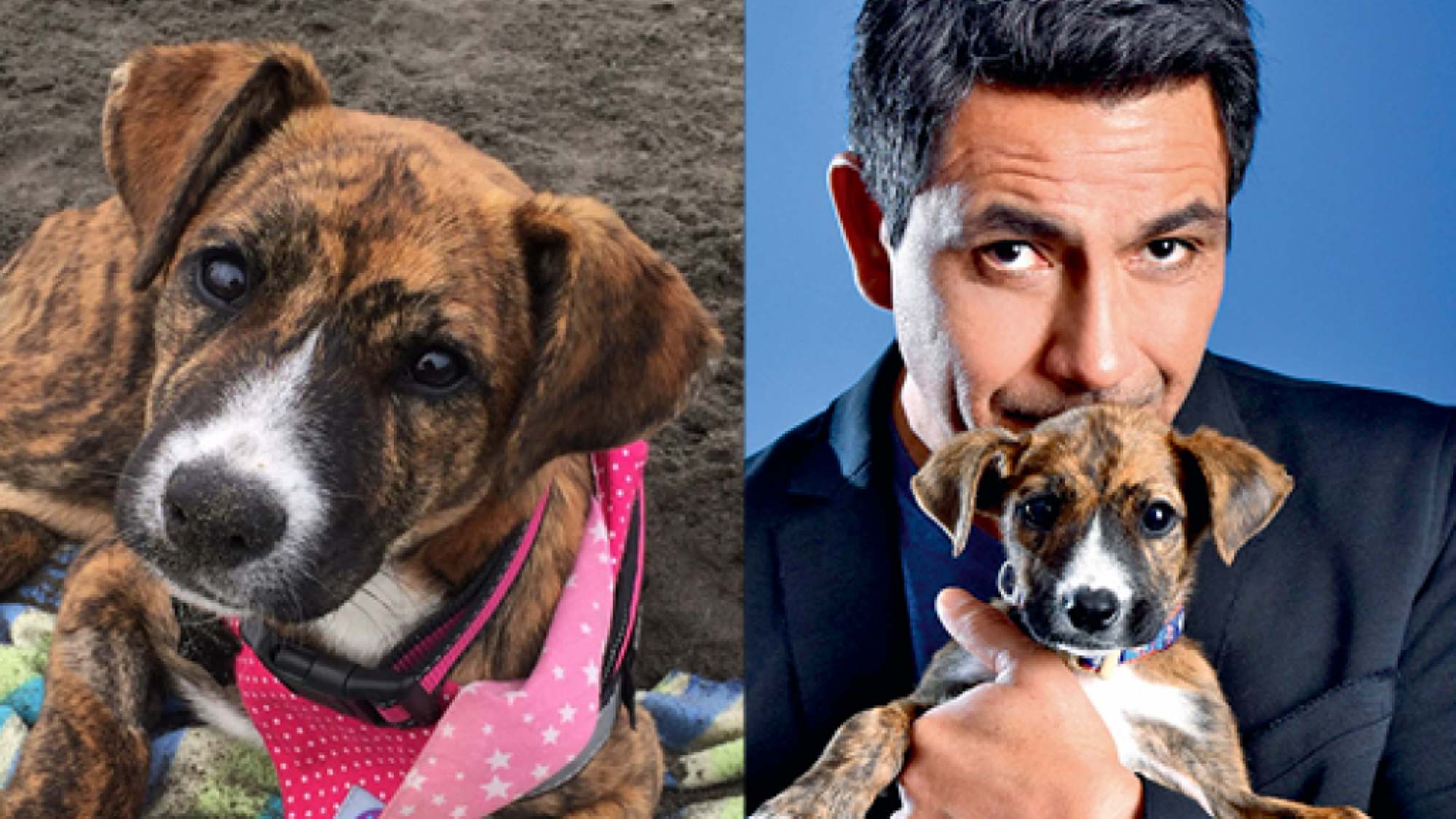 La nueva vida de Quimey: "Es una perrita maravillosa" - Mestizos Magazine