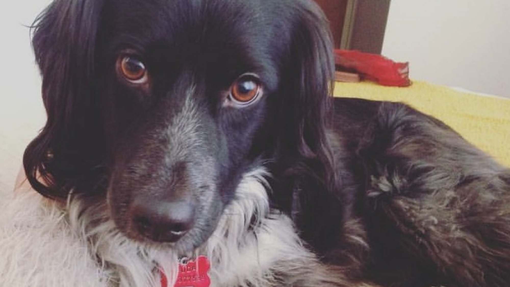 Francesca y Buda ''Adoptarla es una de las mejores acciones que he ...