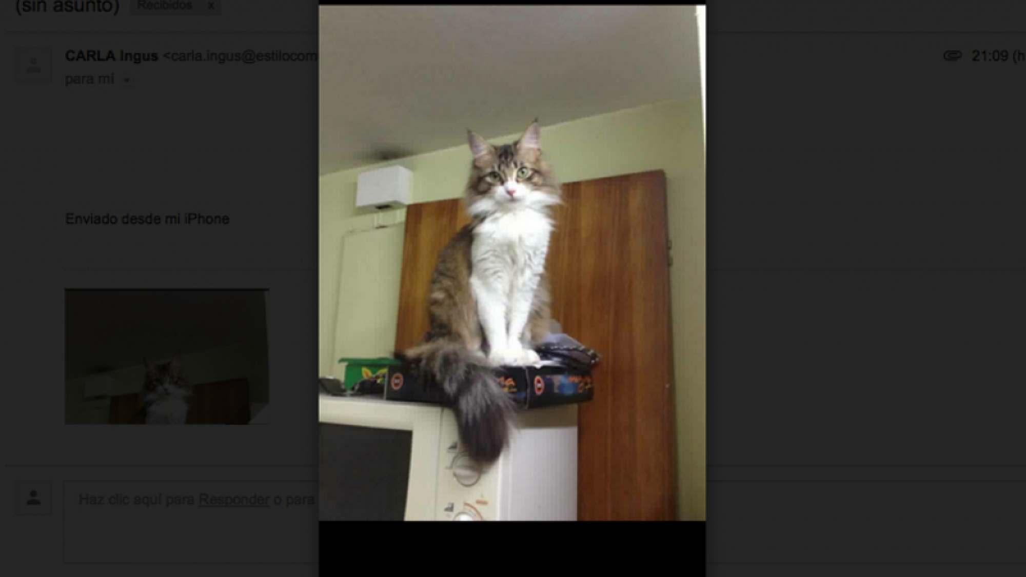 La historia de la Gata Kalessy: "Salvó la vida de mis hijas" - Mestizos ...