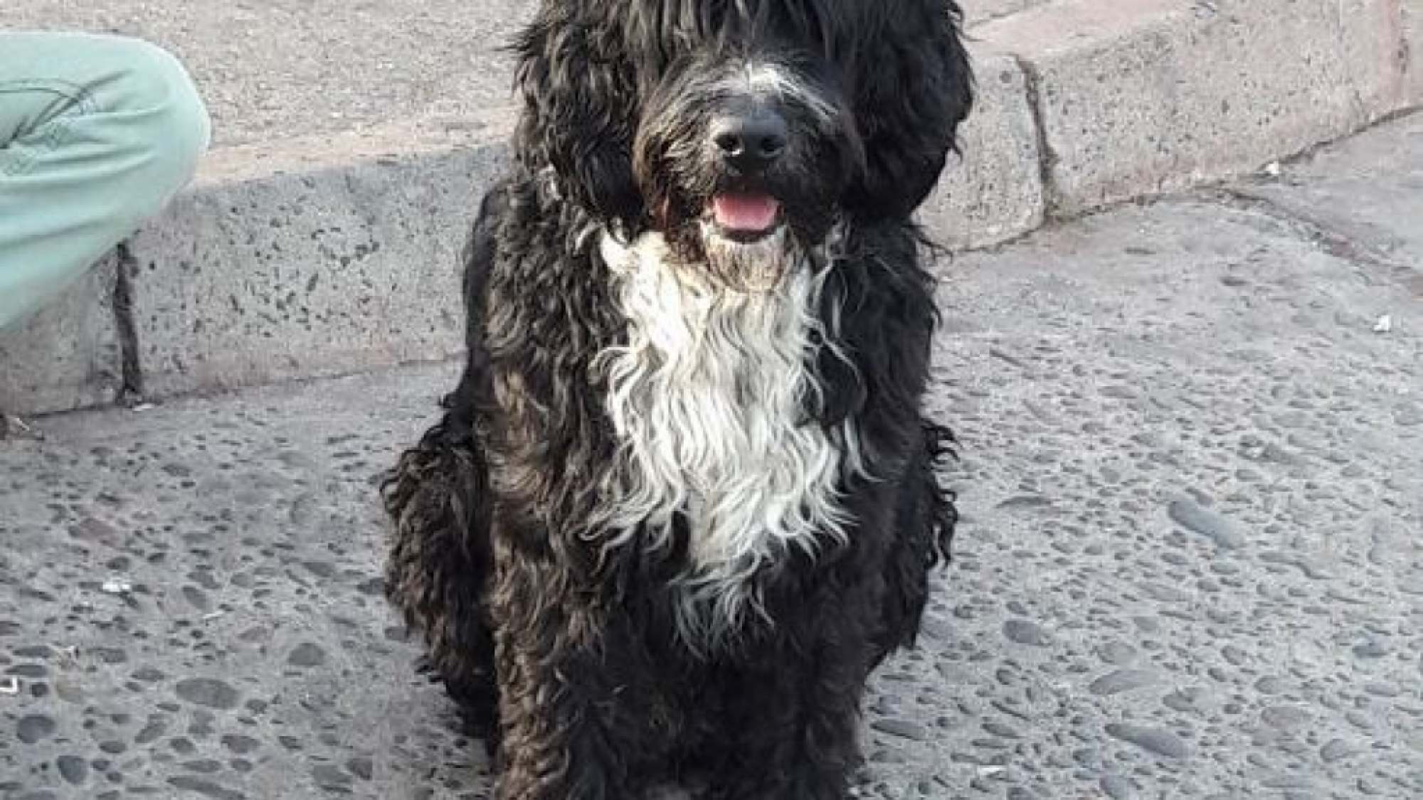 Fundación GEDA presentó querella por perro quemado en Santa Inés ...