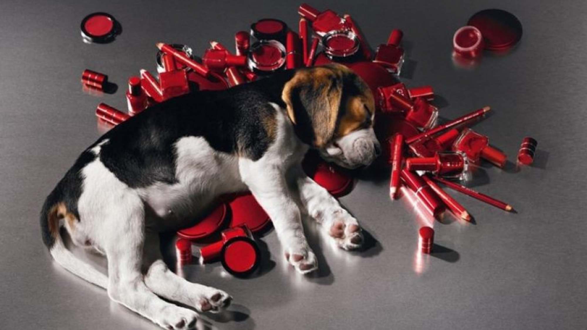 Tecnología podría terminar con el testeo en animales - Mestizos Magazine