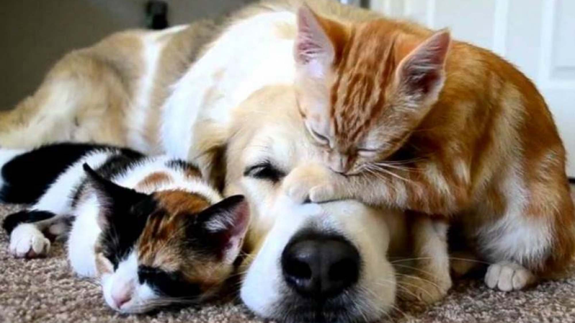 Tus emociones influyen en los animales - Mestizos Magazine