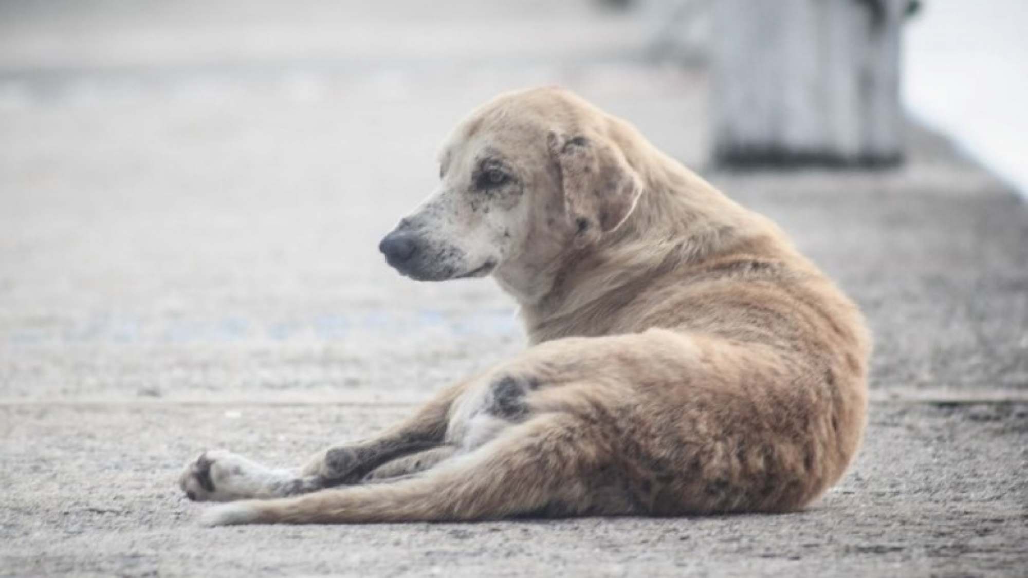 27 de julio: Día Internacional de los perros que viven en la calle ...