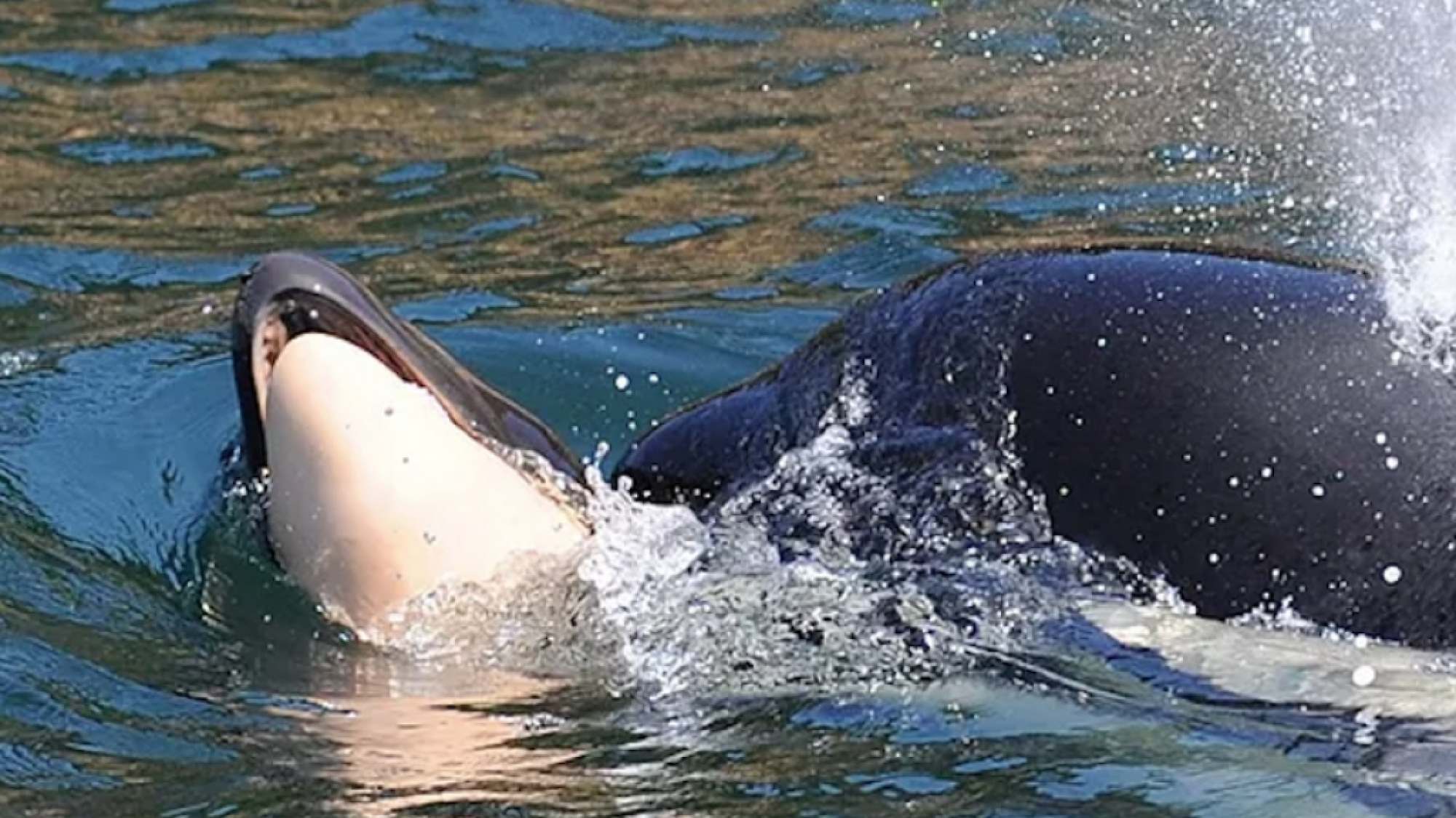Ballena arrastró a su cría fallecida durante varios días - Mestizos ...