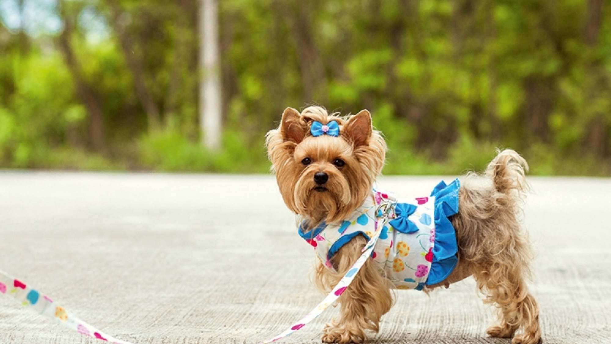 Doggy Dolly: Para los amantes de la moda canina - Mestizos Magazine