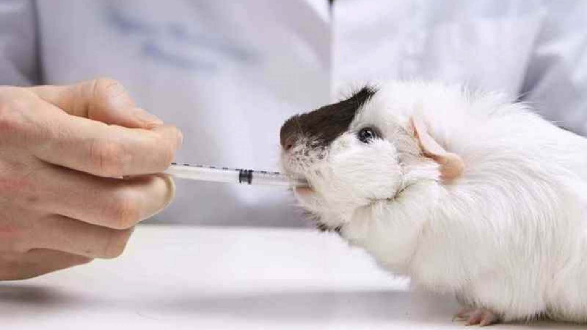 Colombia: Buscan prohibir testeo en animales para producción de ...
