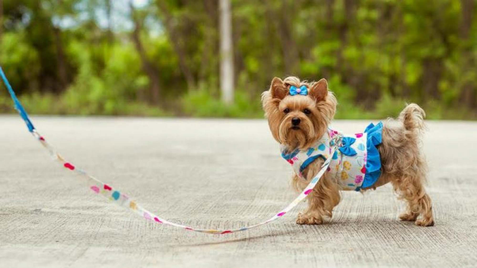 Doggy Dolly: La última tendencia en moda canina - Mestizos Magazine