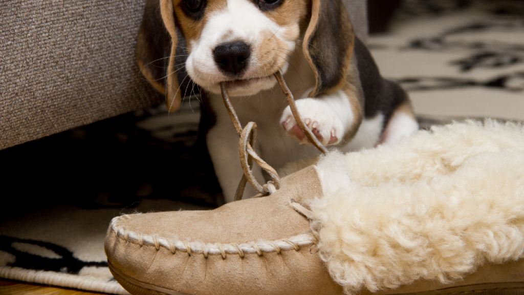 ¿Por qué?: Entiende 10 conductas de tu perro - Mestizos Magazine