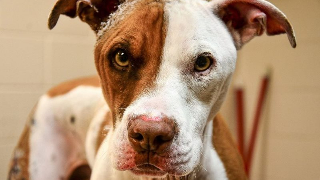 Perro rescatado con quemaduras se reúne con el veterinario que le salvó ...
