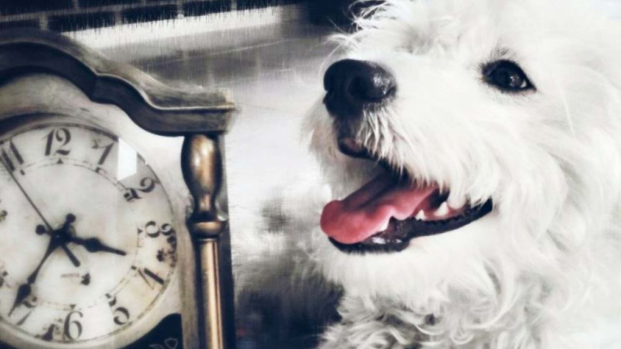 Los animales podrían saber qué hora es - Mestizos Magazine