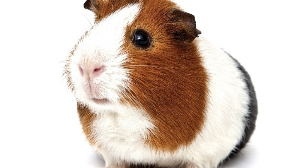 7 cosas que debes saber de los cuyes - Mestizos Magazine