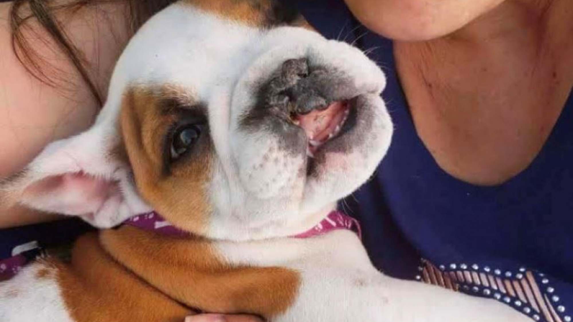 Como Saber Si Mi Cachorro Tiene Labio Hendido