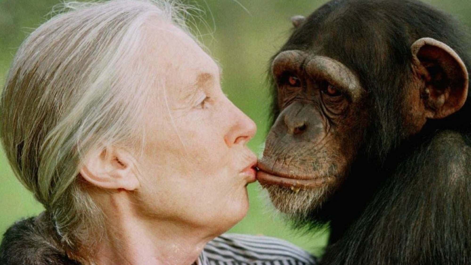National Geographic estrena "Jane Goodall: La gran esperanza" - Mestizos Magazine