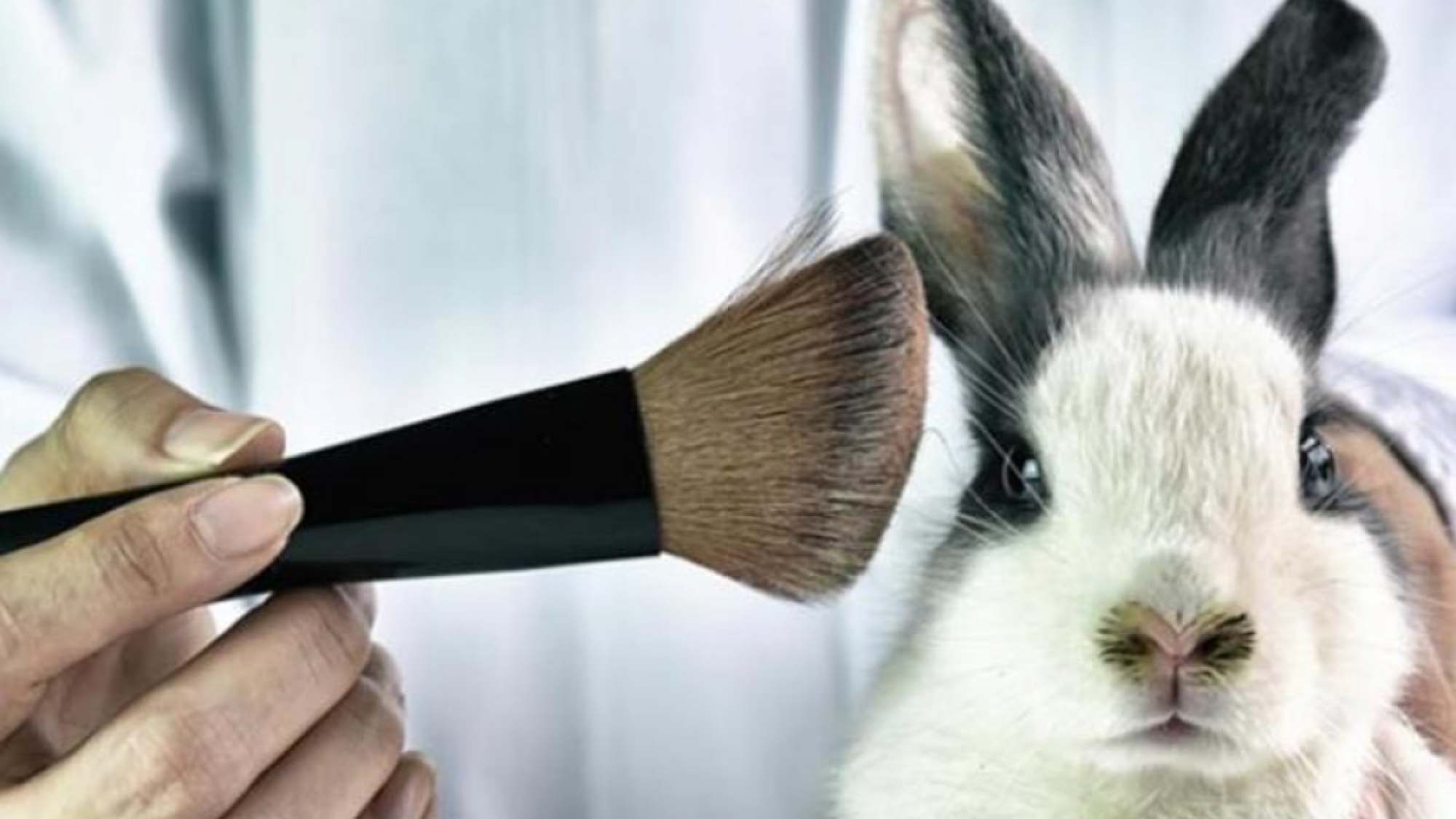 China finalizará pruebas obligatorias en animales por cosméticos ...