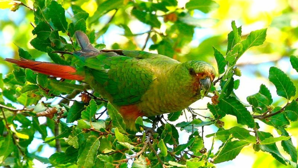 Fundación APLA interpone querella por caza ilegal de Loros Choroy ...