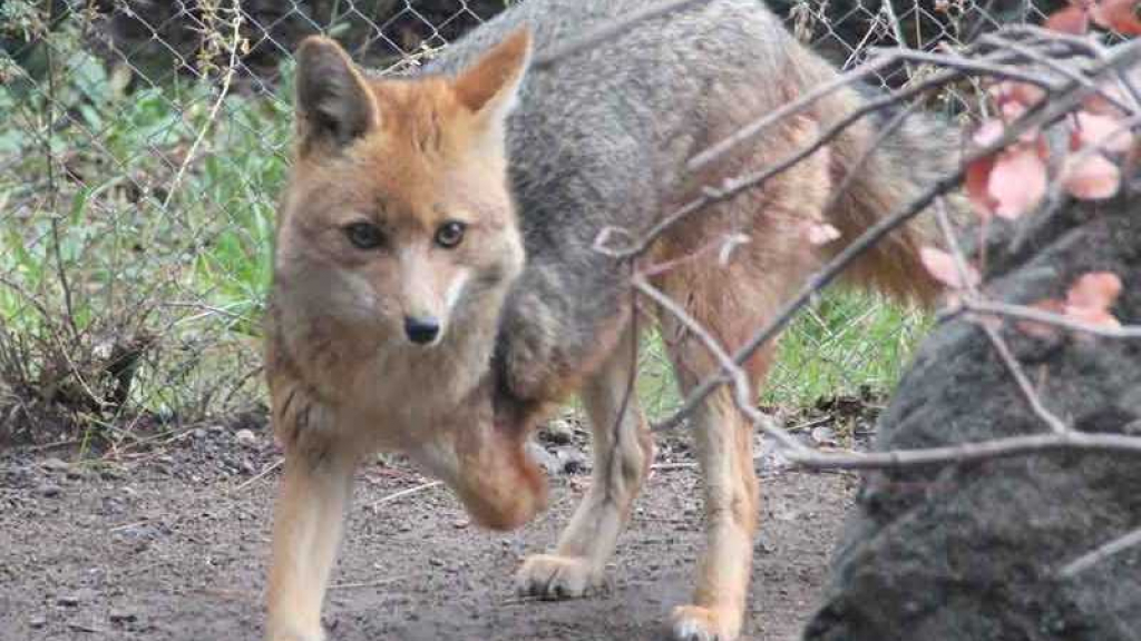 Aventura nativa: CODEFF te invita a reencontrarte con la naturaleza ...