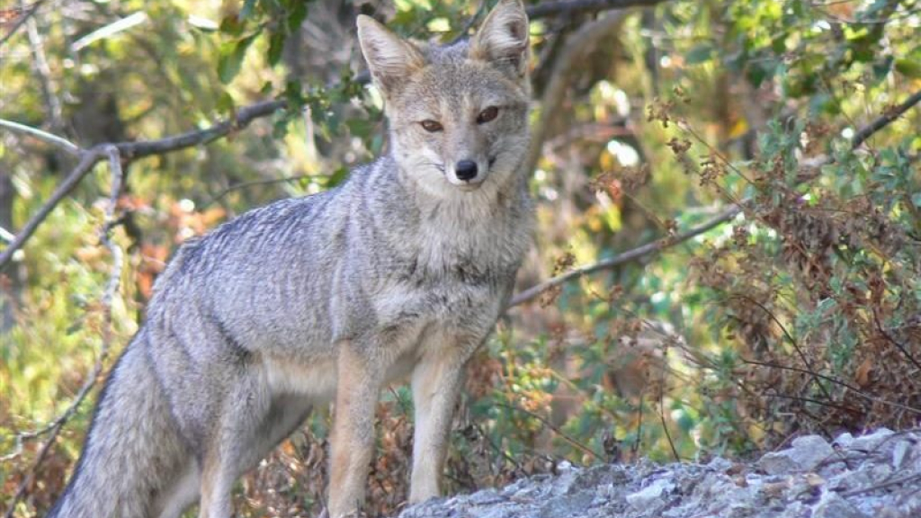 Reinsertan zorro culpeo en su hábitat natural - Mestizos Magazine