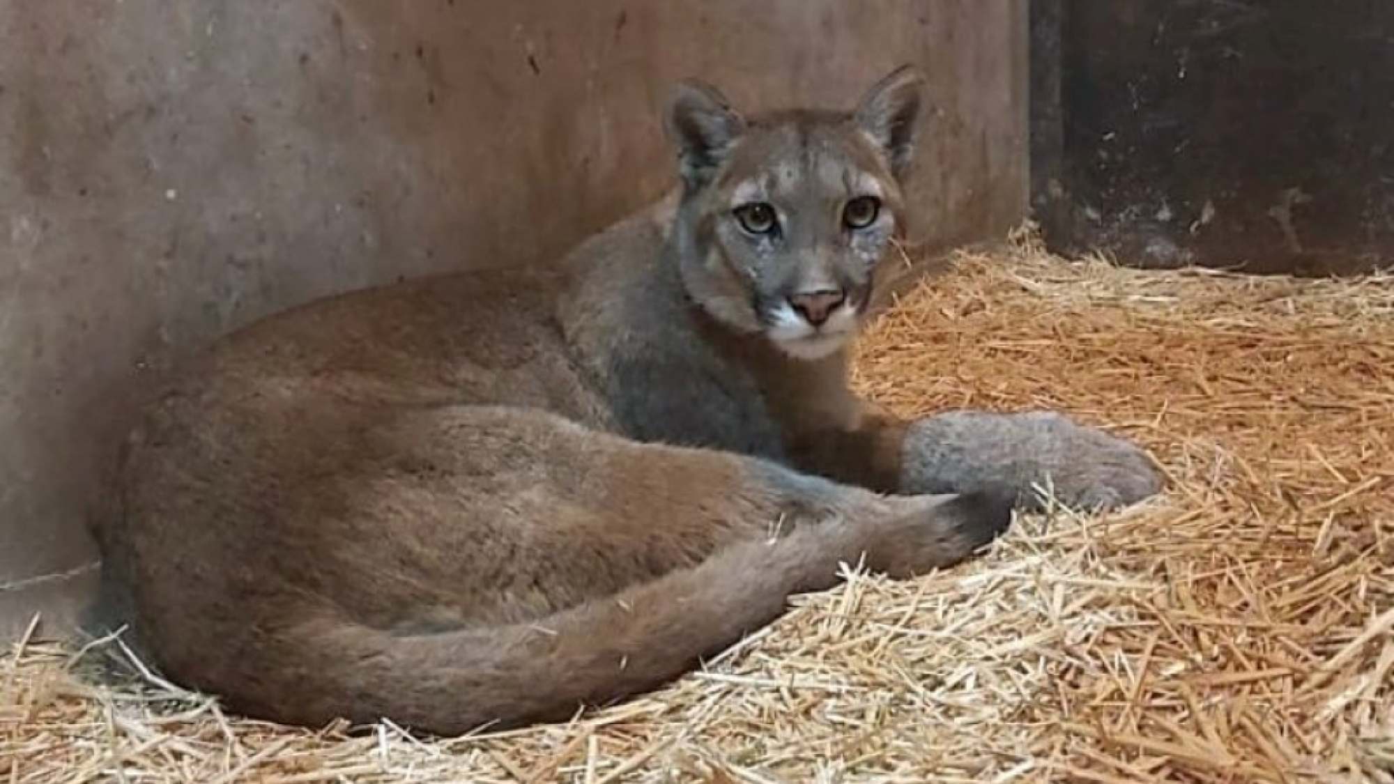 Puma rescatado será reinsertado en la naturaleza - Mestizos Magazine