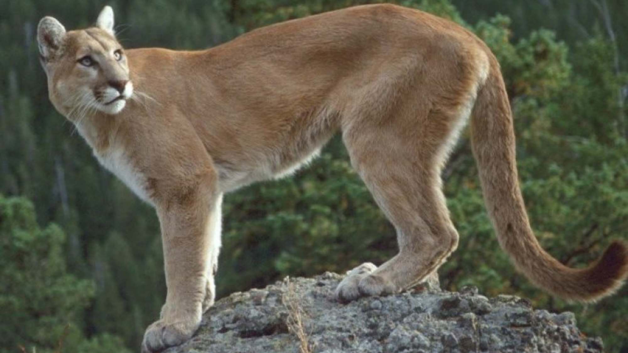 Colmevet entrega recomendaciones frente a avistamiento de Puma en la RM ...