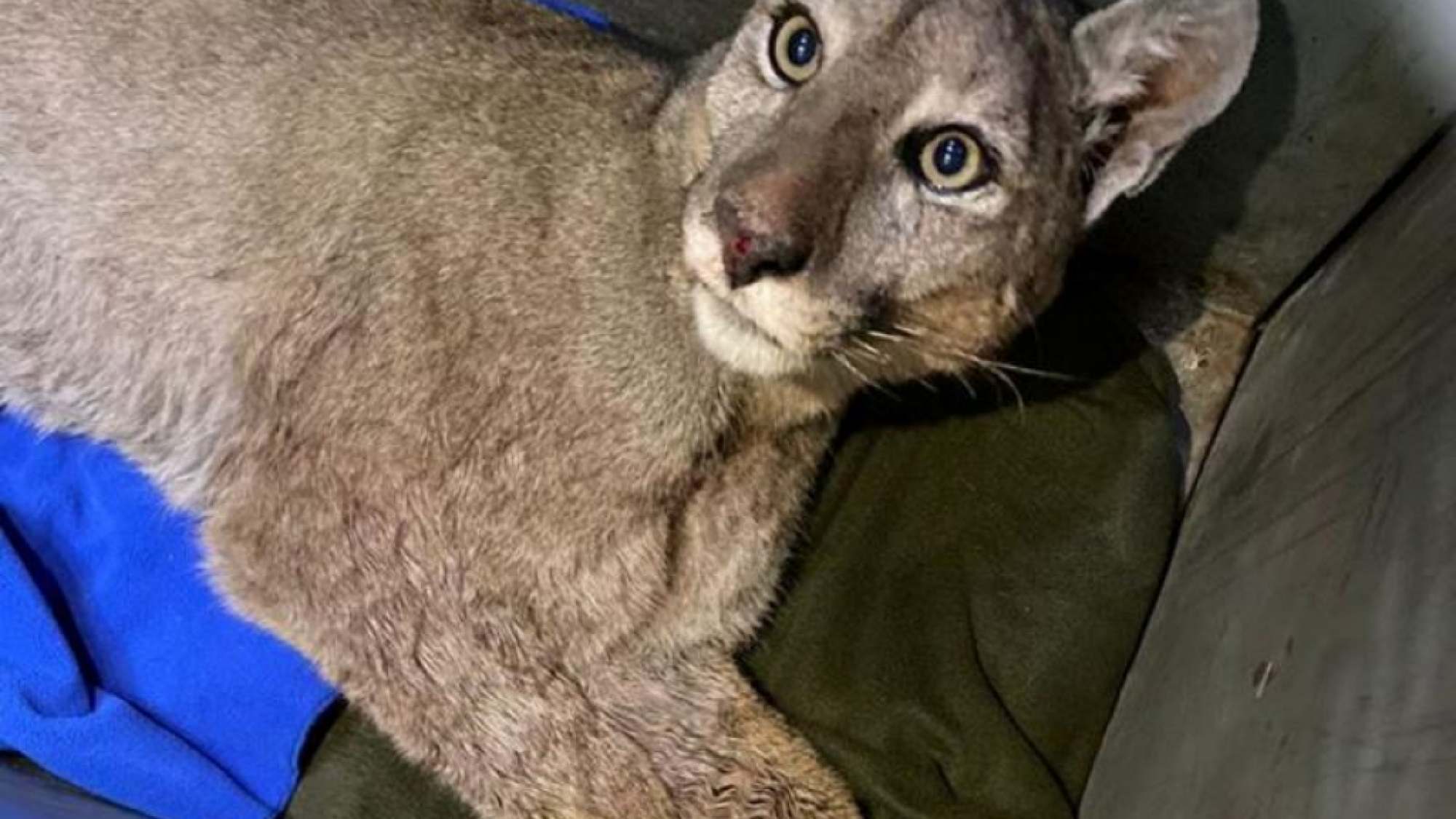 Nuevo puma fue capturado en Colina - Mestizos Magazine