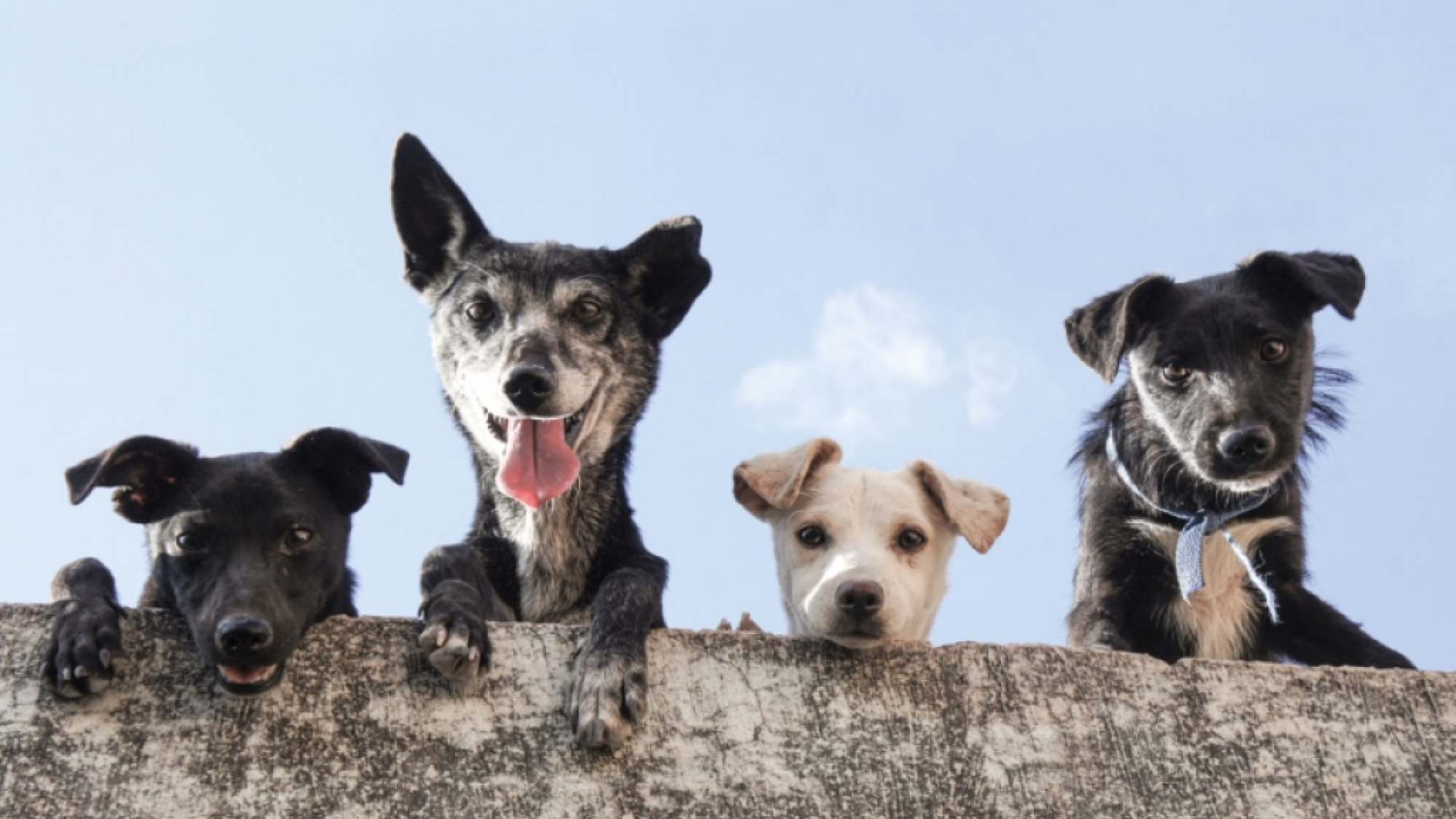 ¿Los quiltros son más fuertes? La respuesta estaría en el ADN ...