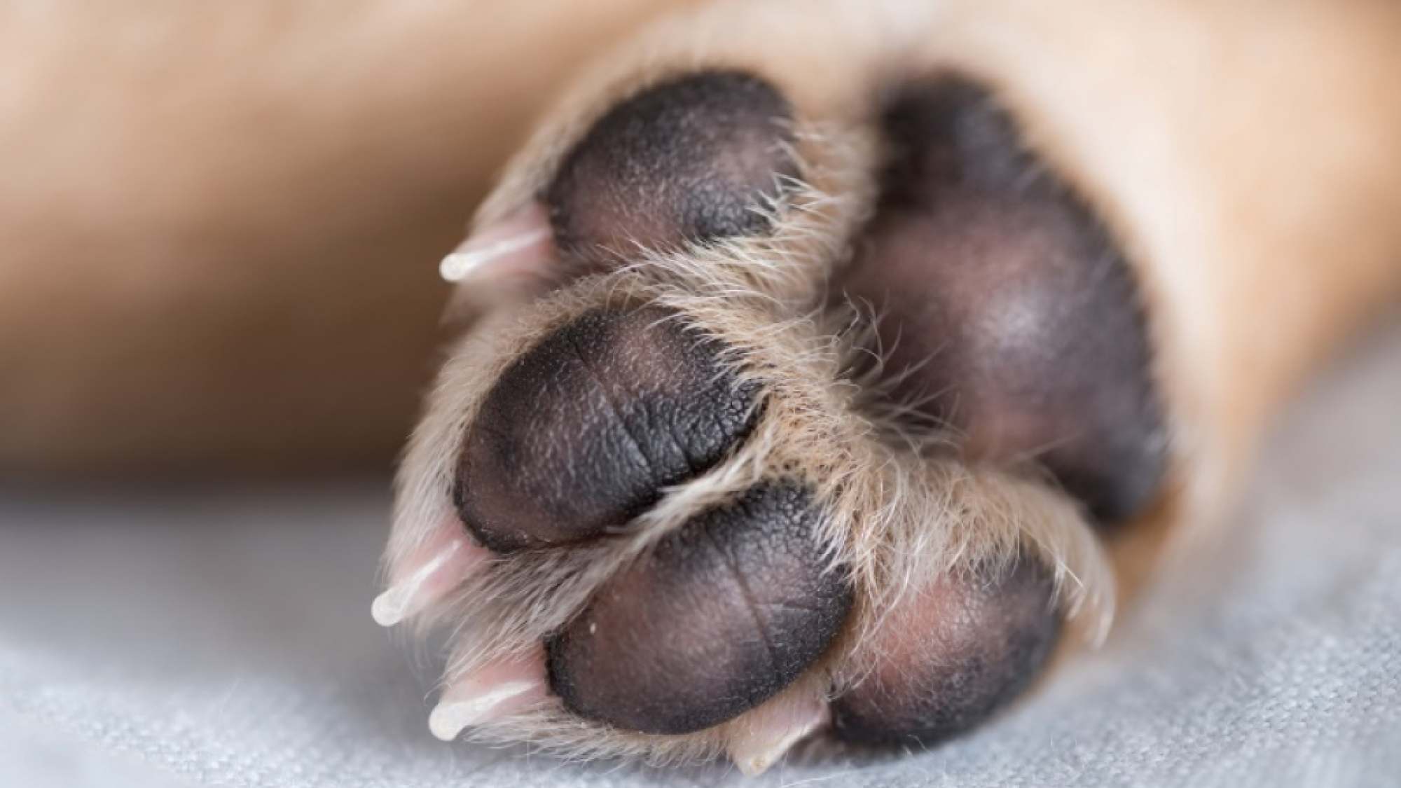 Consejos para el cuidado de la piel de tus animales - Mestizos Magazine