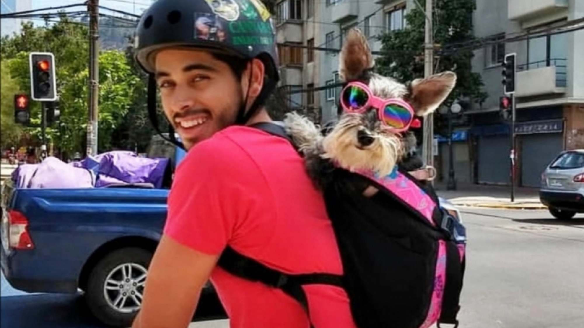 ¿Tú perro está más inquieto y destrozando todo? Puede tener ansiedad ...