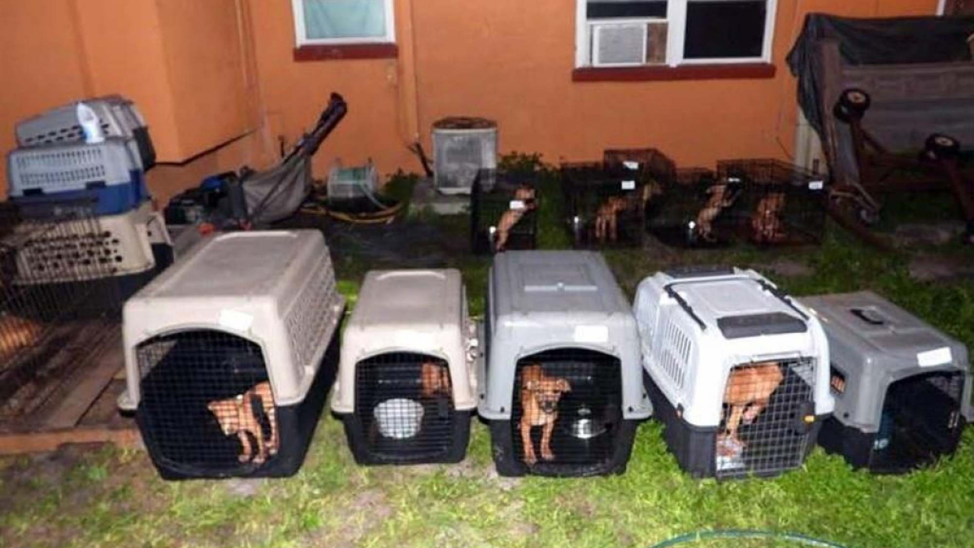 Estados Unidos: Rescatan 42 perros utilizados para peleas ilegales - Mestizos Magazine