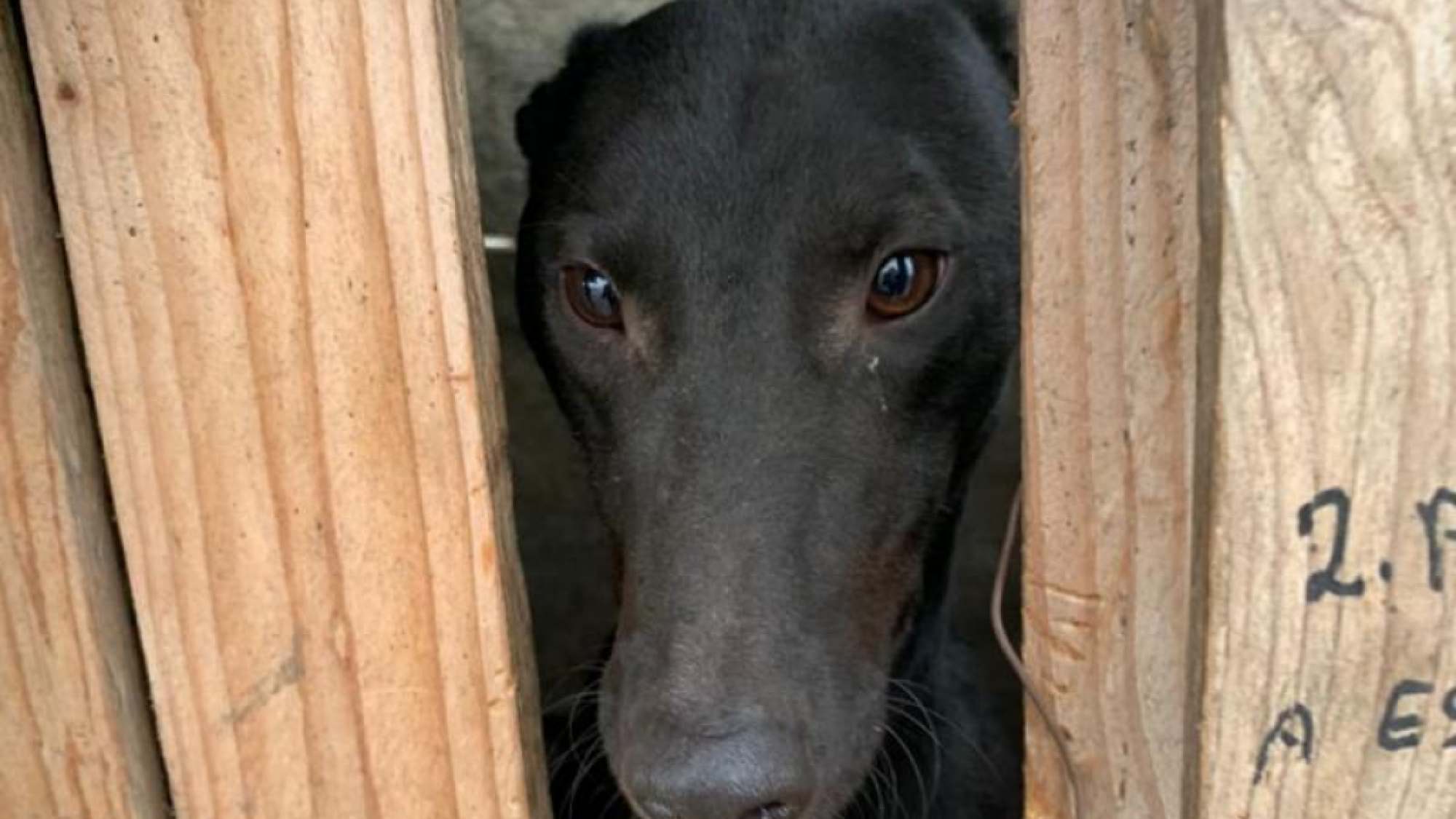 Encuentran perro galgo colgado en un árbol en Pichidegua - Mestizos ...