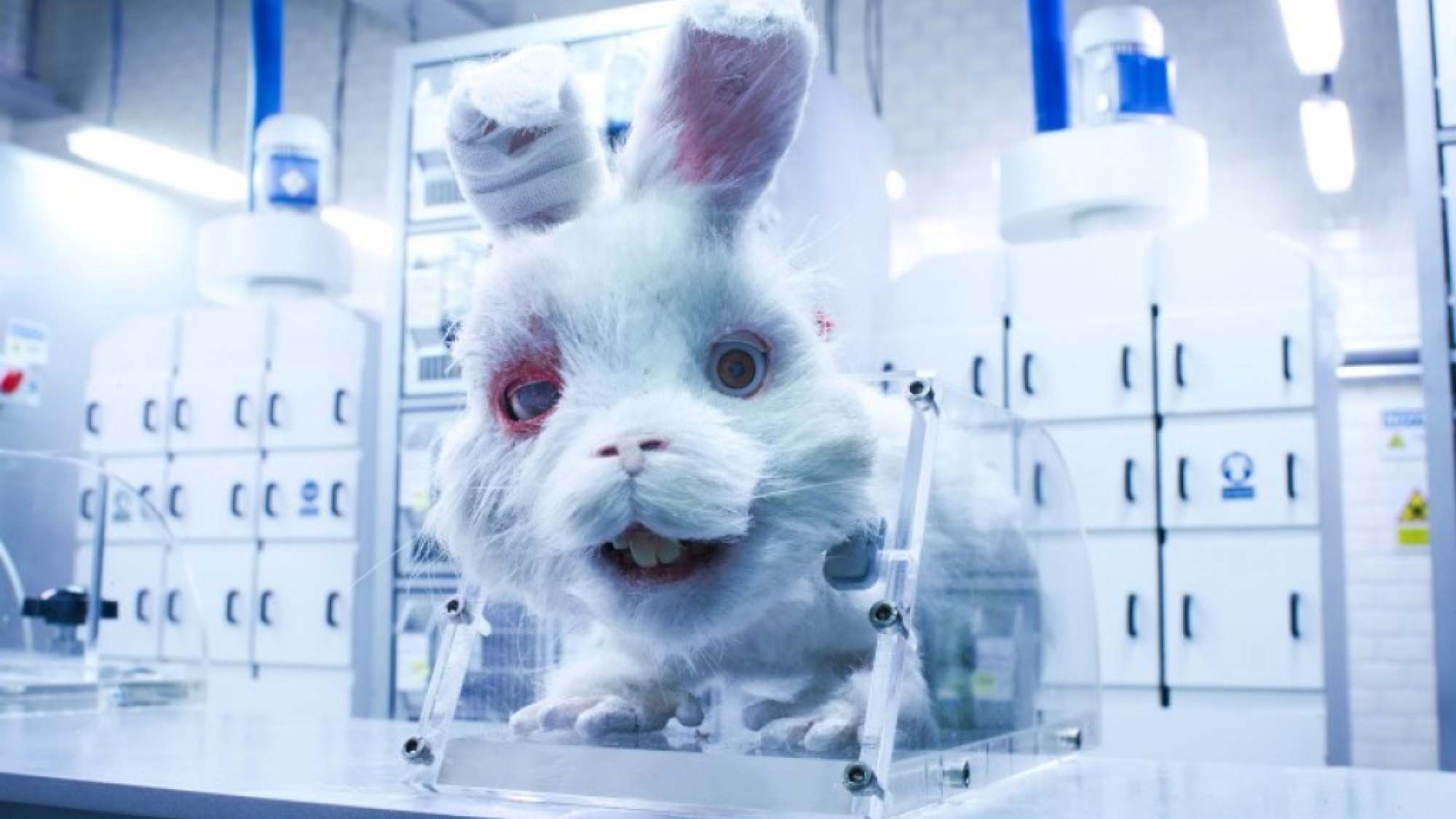 México: Prohíbe experimentar con animales en industria cosmética ...