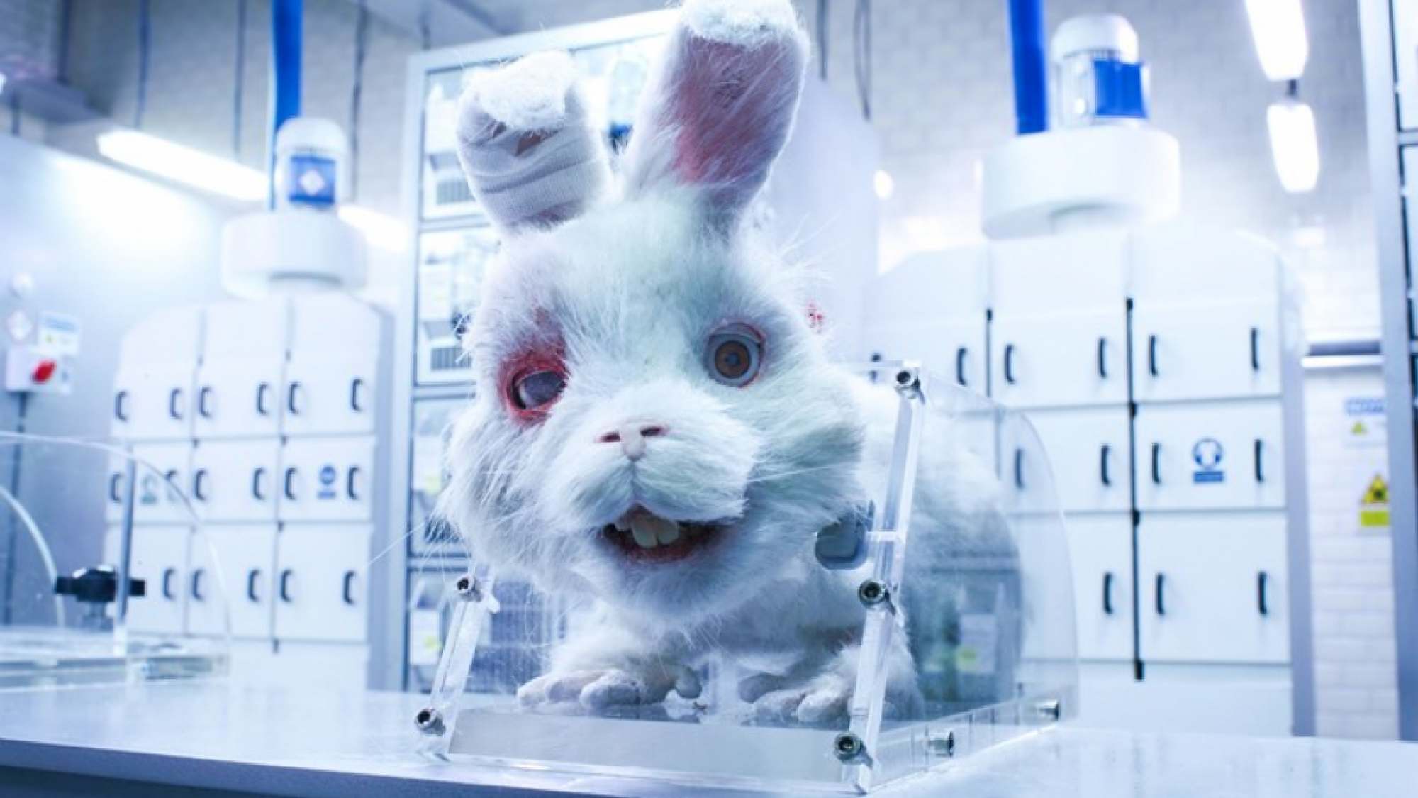 Aprueban Proyecto de Ley que prohíbe testeo en animales para la ...