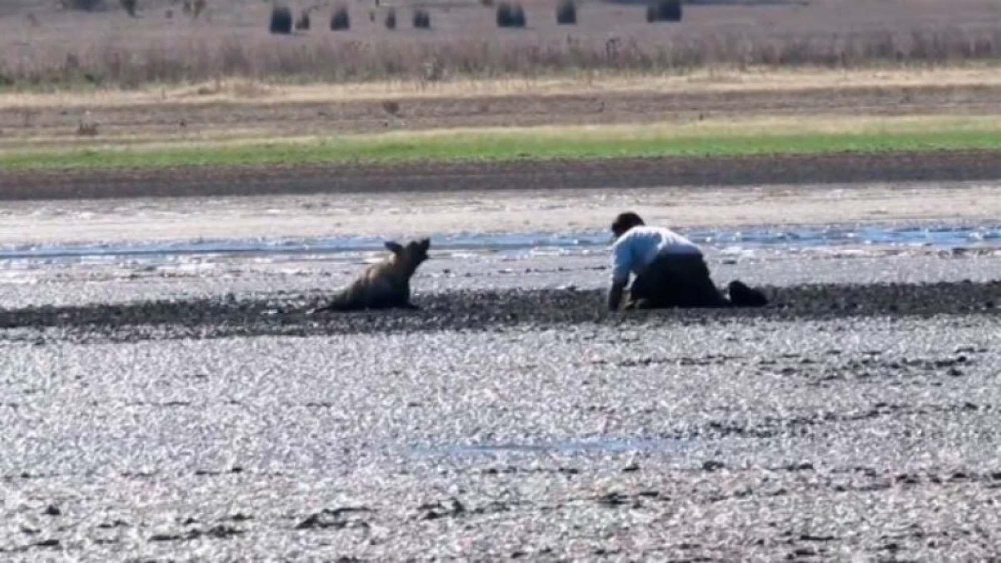 Rescatista Conaf salvó a perrita atrapada en el lodo - Mestizos Magazine