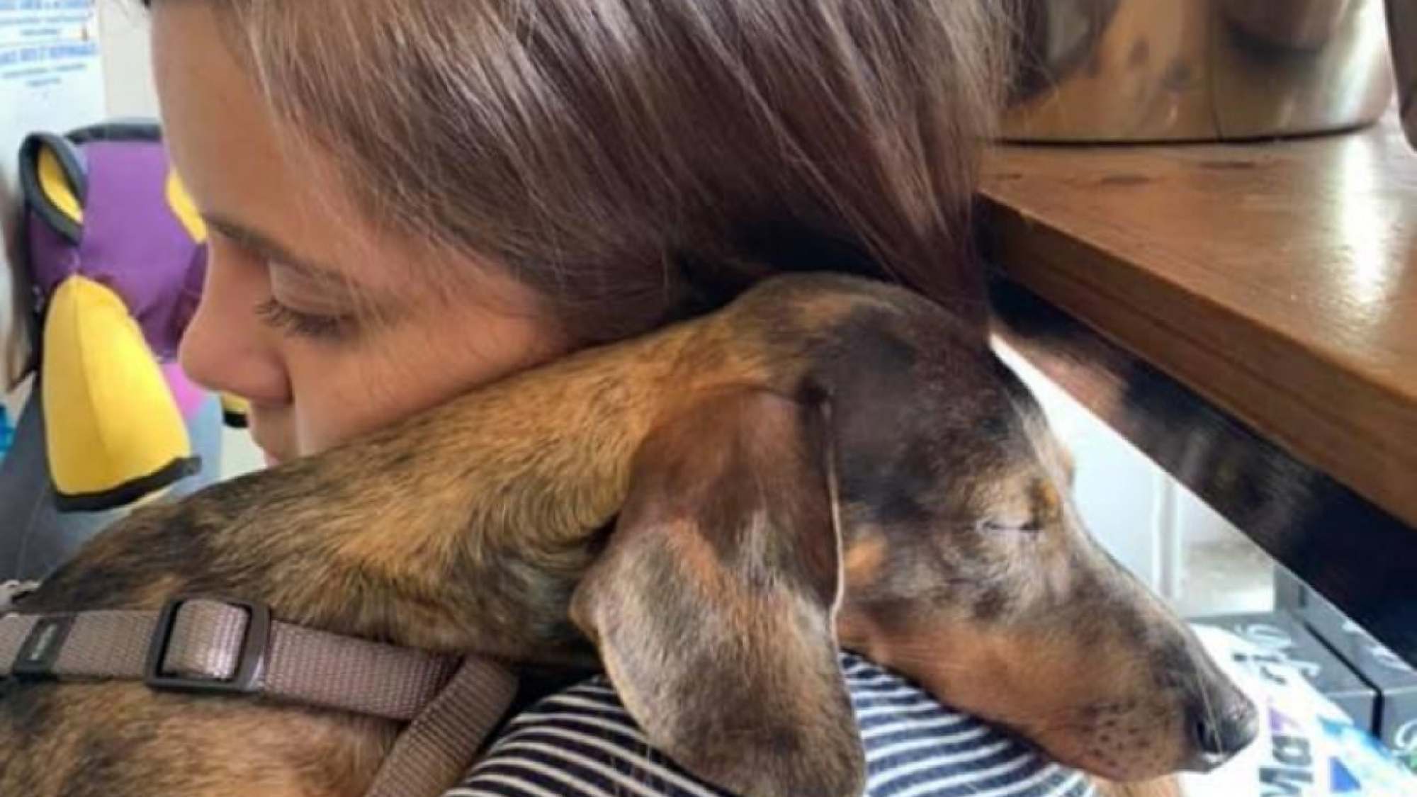 Blue: La historia de un perro rescatado de un criadero clandestino ...