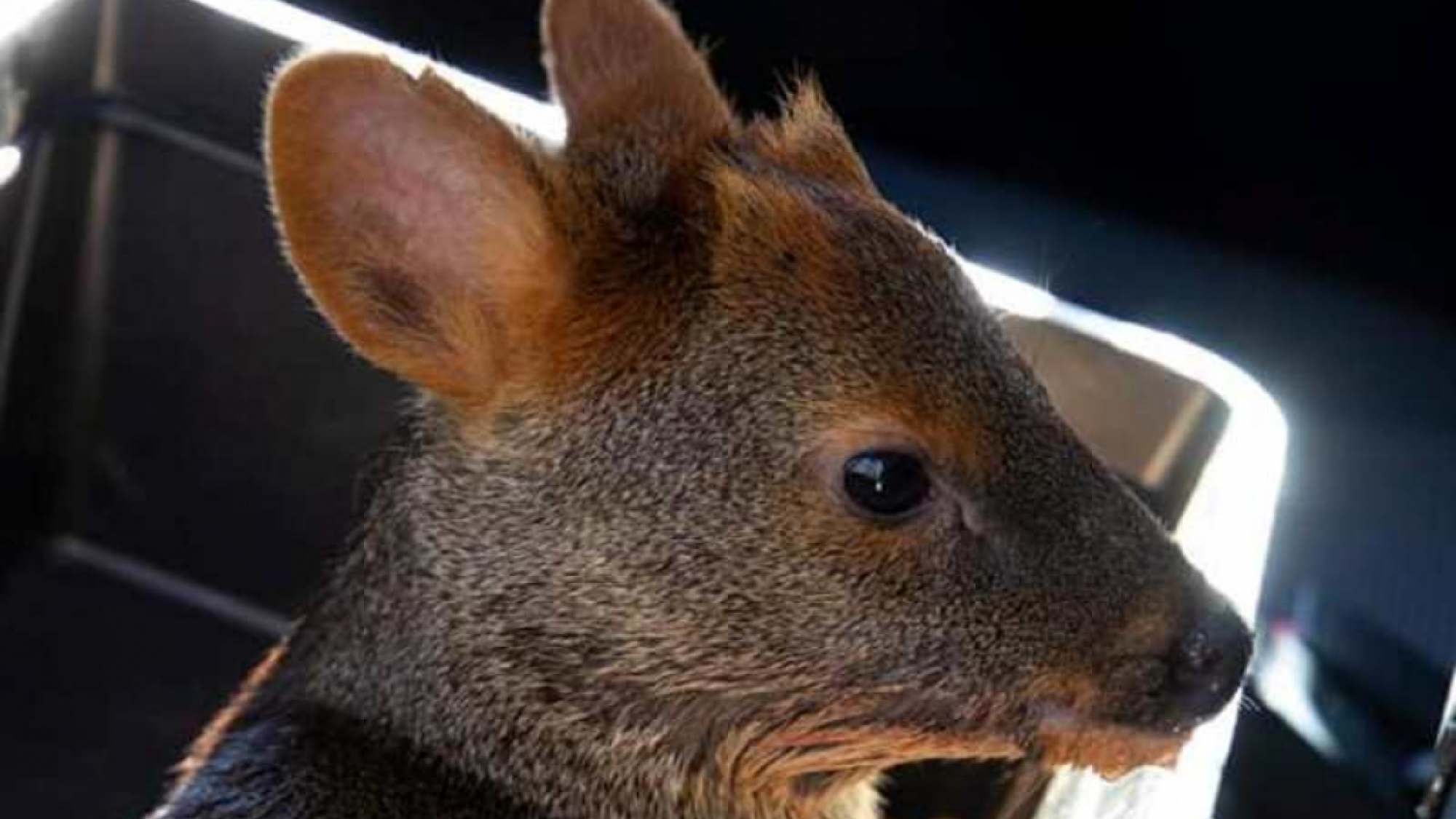 Carabineros rescatan un pudú en Cochamó - Mestizos Magazine