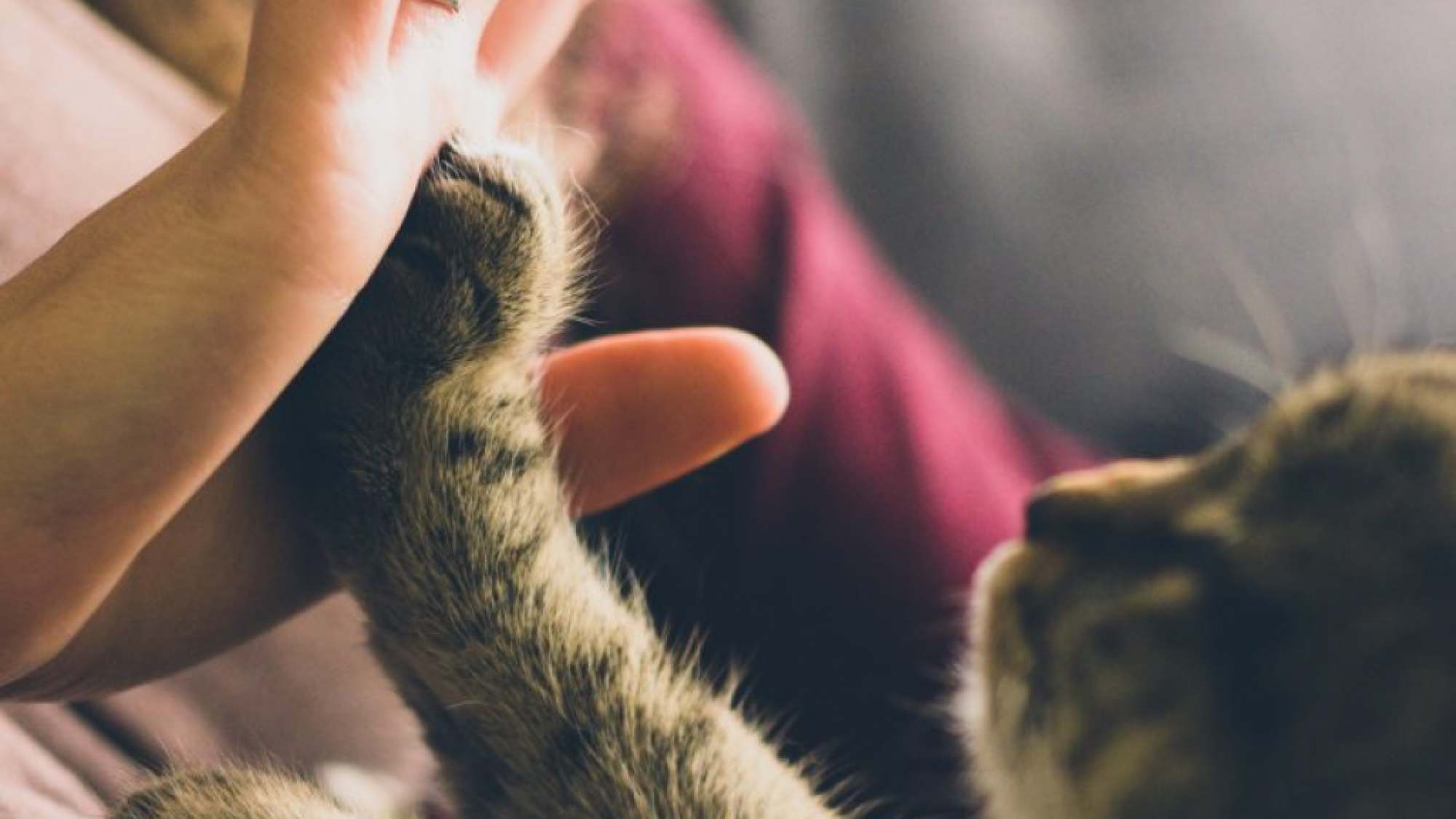 Gatos ven a sus humanos como sus padres - Mestizos Magazine