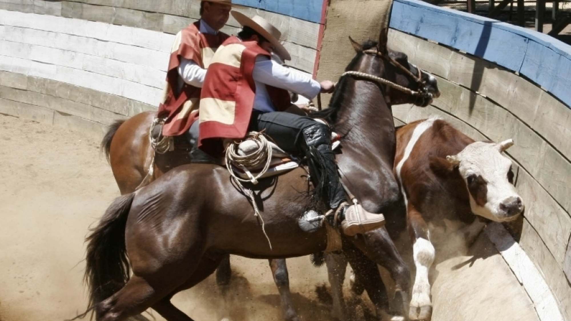 Razones para oponerse al rodeo chileno - Mestizos Magazine