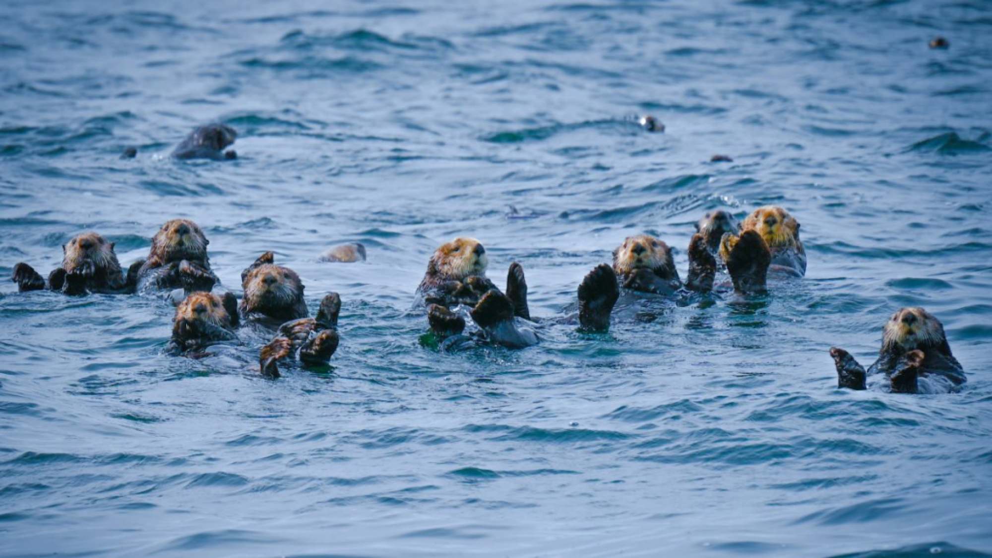 Cambio climático: Nutrias marinas ayudan a combatirlo - Mestizos Magazine