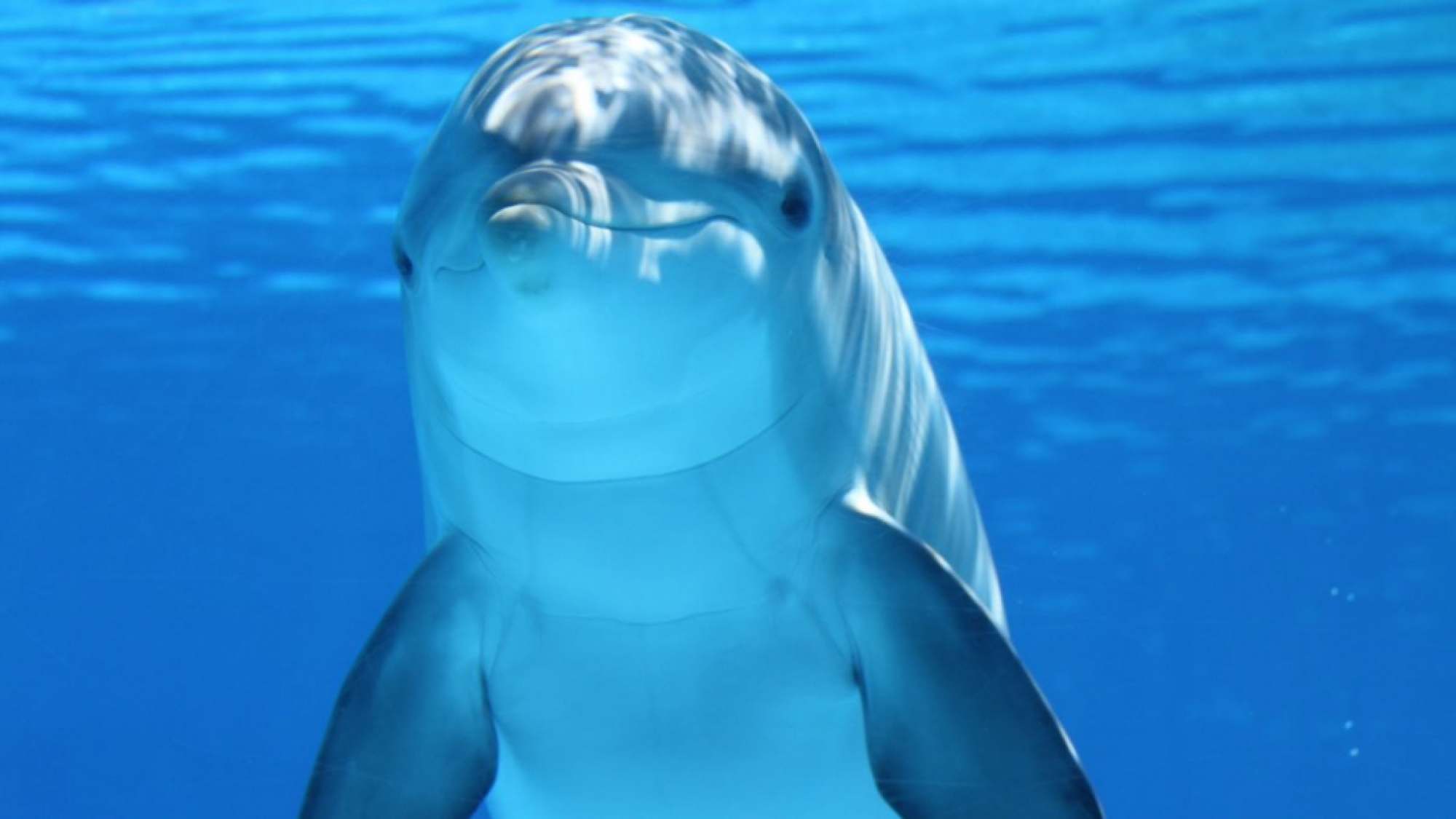 6 habilidades de los animales que muestran su inteligencia - Mestizos ...