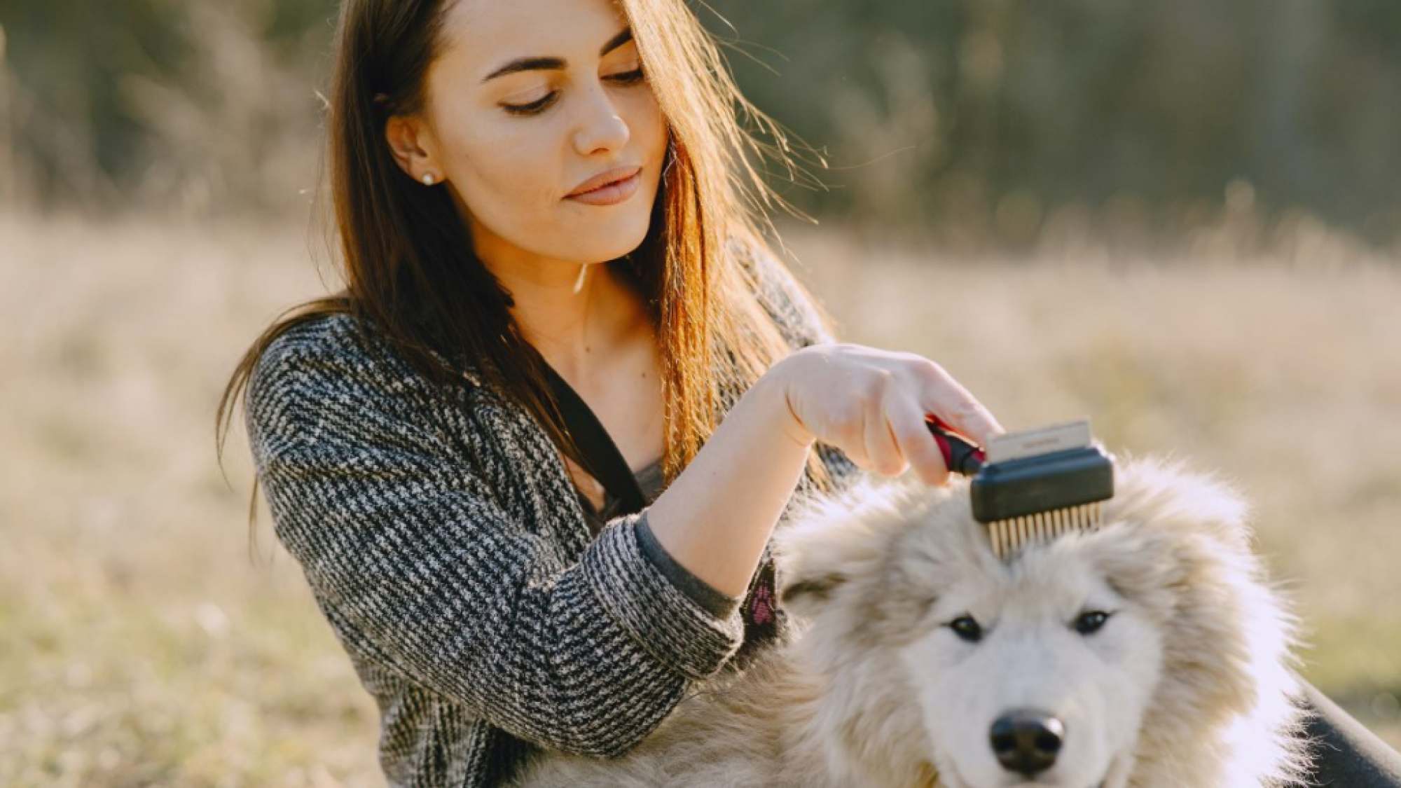 Consejos para cuidar el pelo de los animales - Mestizos Magazine