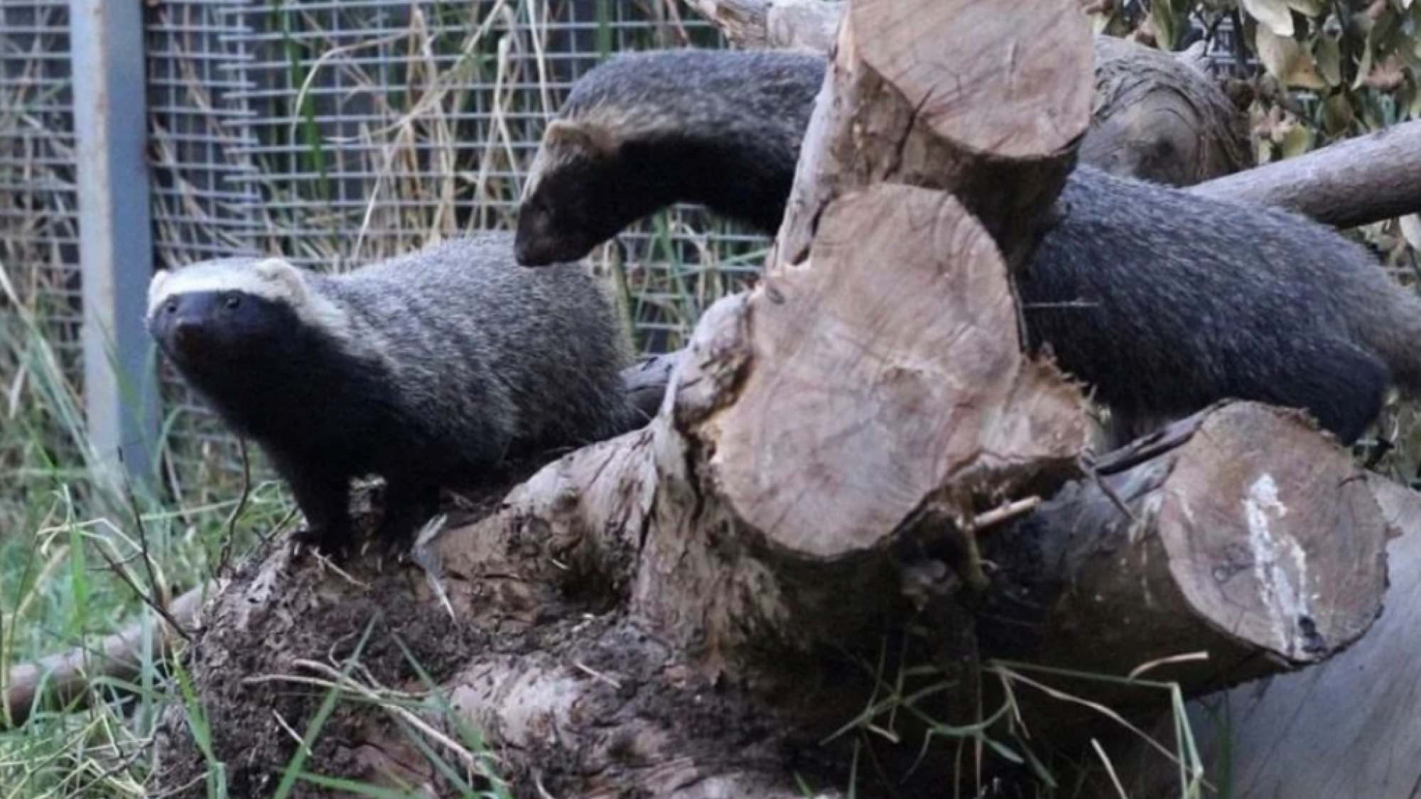 Liberan pareja de quiques que habían quedado huérfanos - Mestizos Magazine