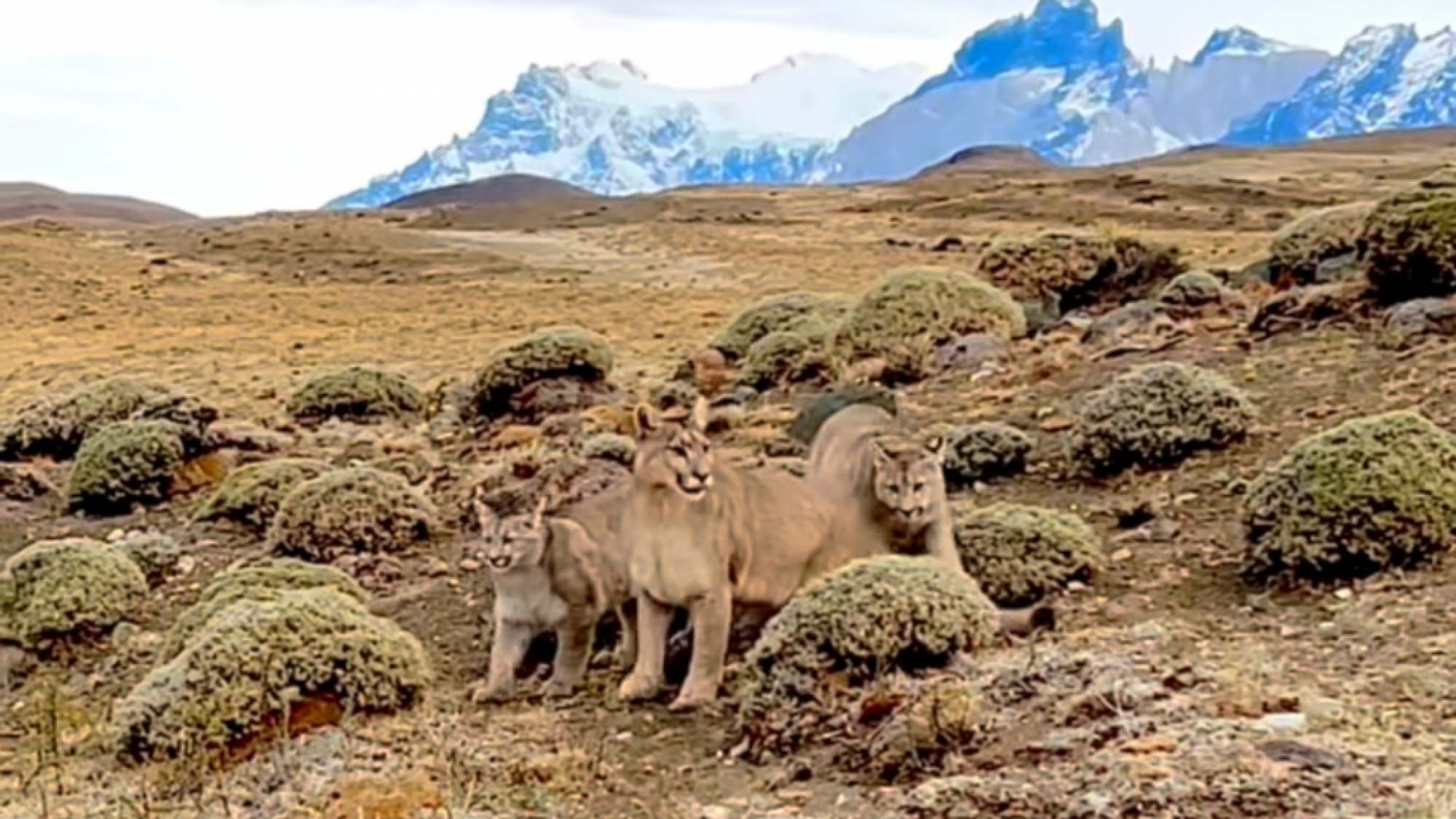 Fotógrafo capta encuentro de puma con sus cachorros - Mestizos Magazine