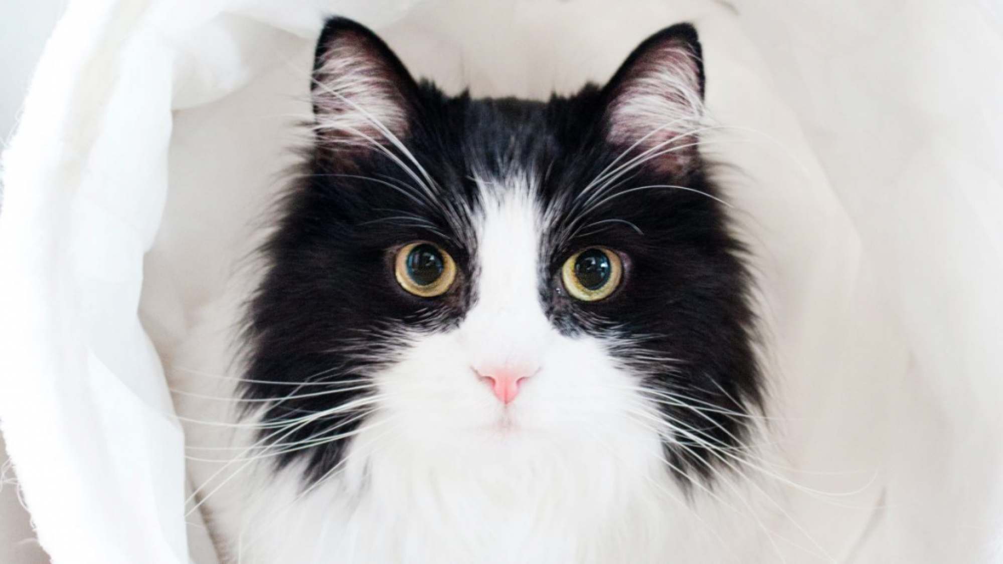 5 claves del lenguaje de los gatos domésticos - Mestizos Magazine