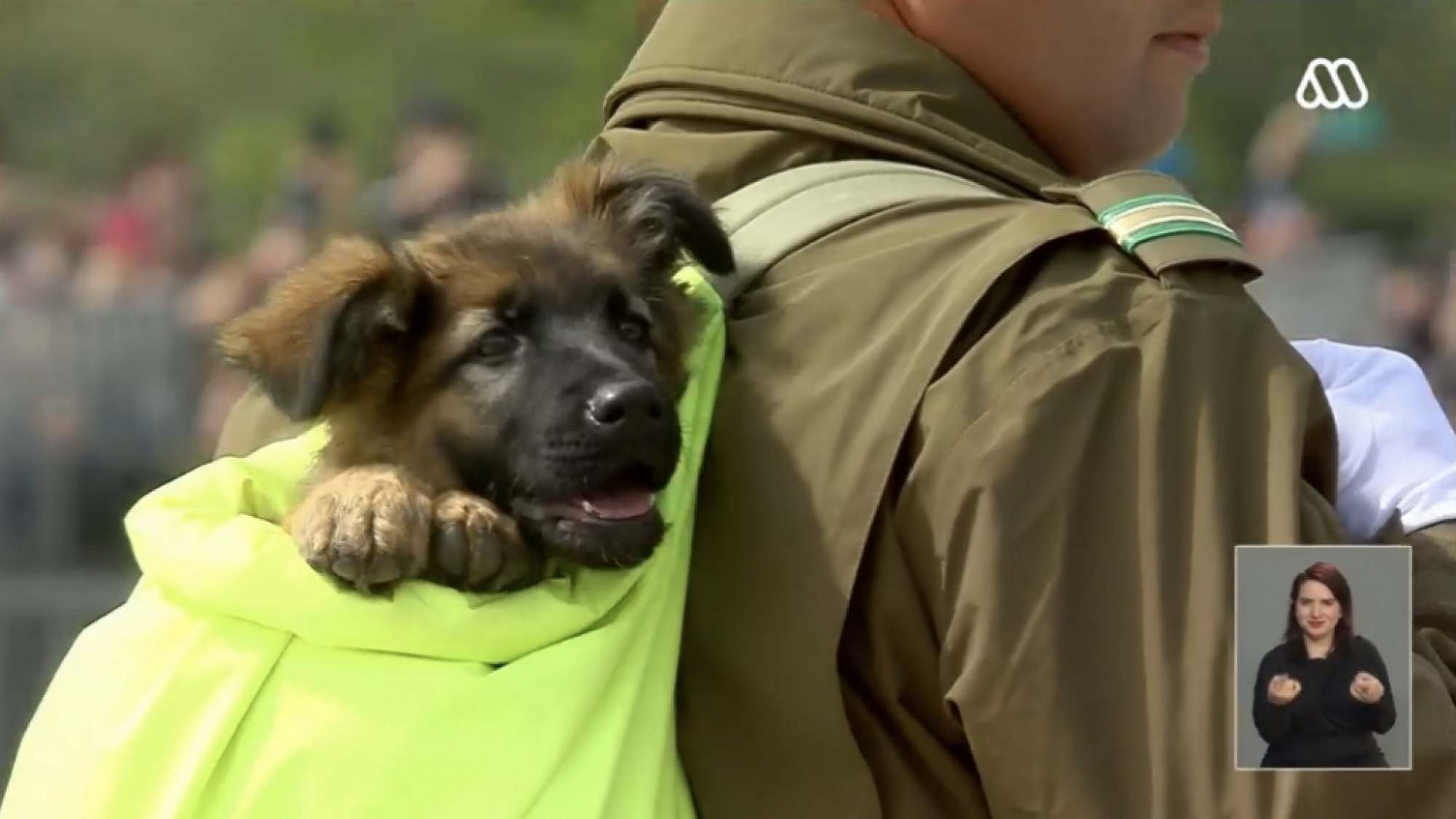 Perros de Carabineros: Los protagonistas de la Parada Militar ...