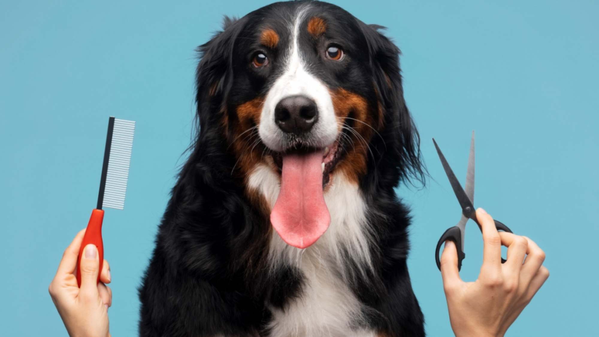 Cinco consejos para mejorar el pelaje de los perros - Mestizos Magazine
