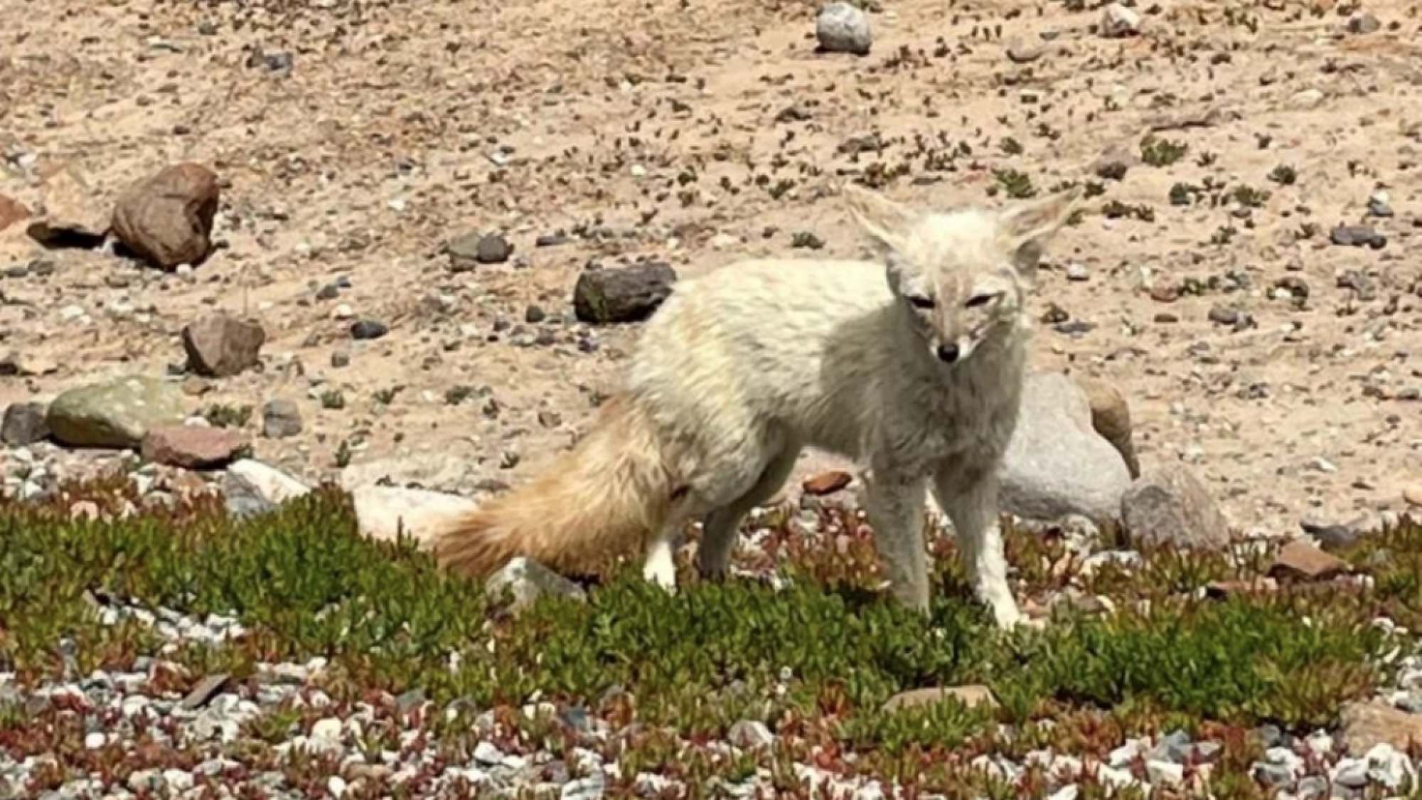 Coquimbo: Registran zorro chilla con aparentes signos de leucismo ...