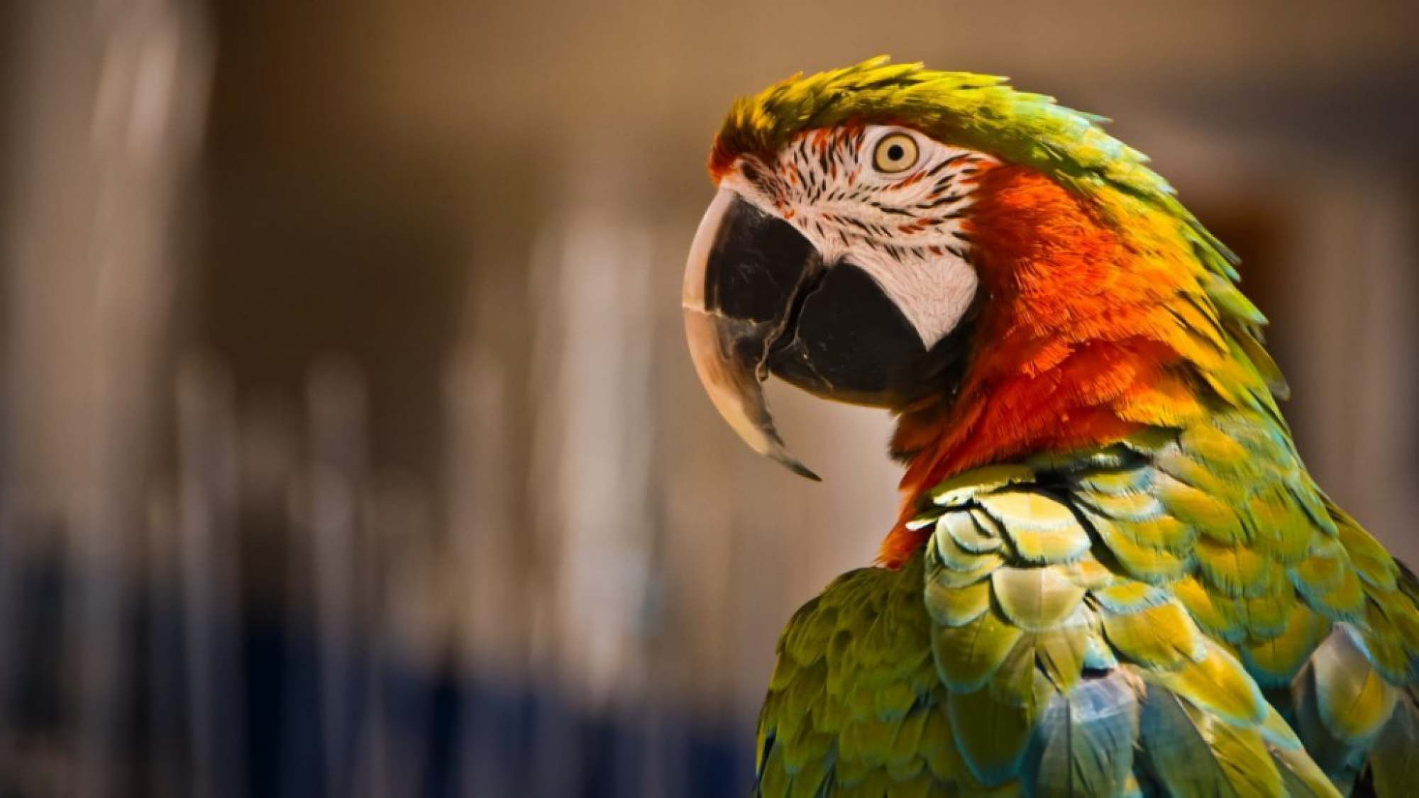 Guacamayas: De especie invasora a iconos citadinos - Mestizos Magazine