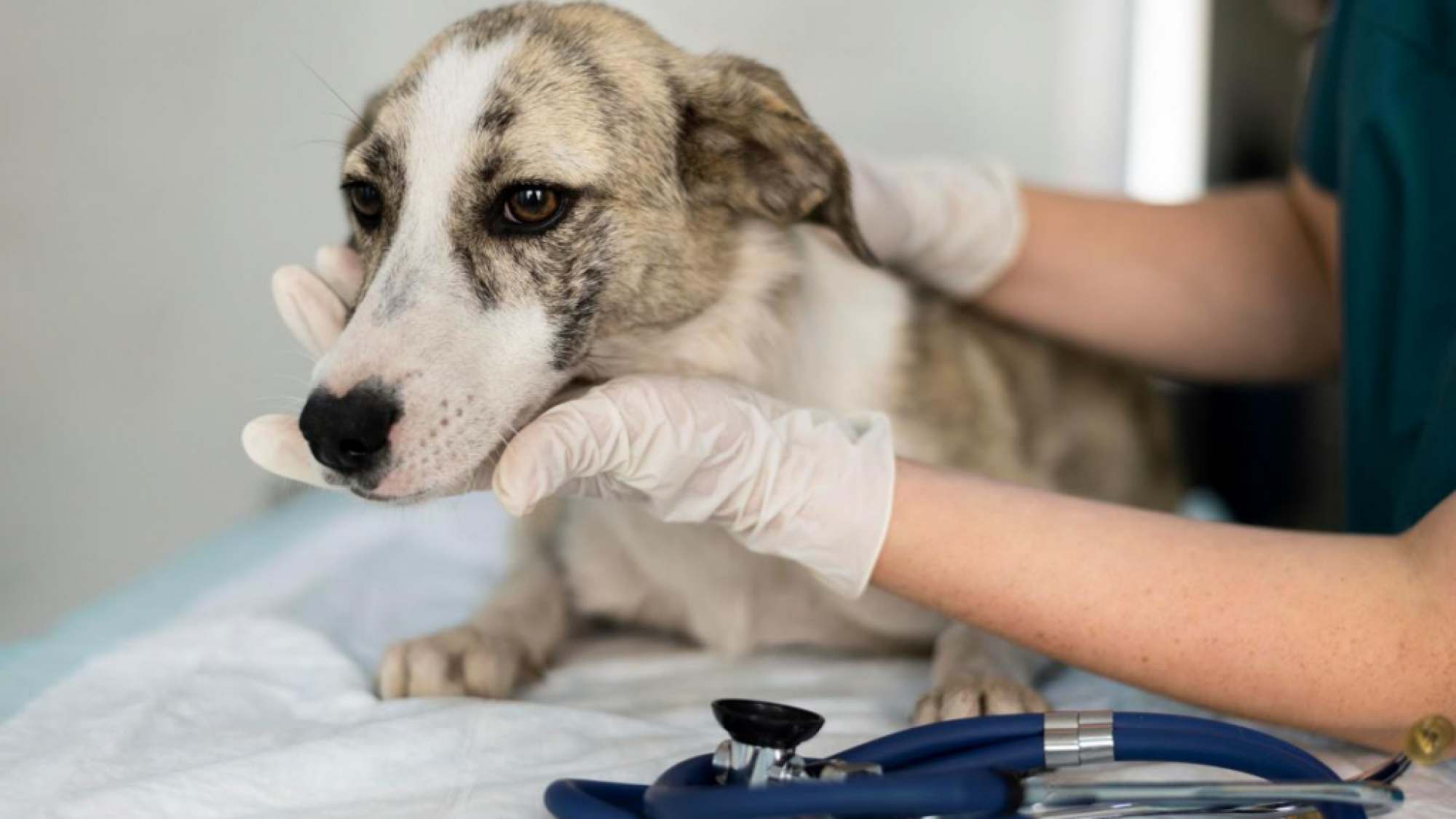 Piometra: La infección que puede ser mortal - Mestizos Magazine