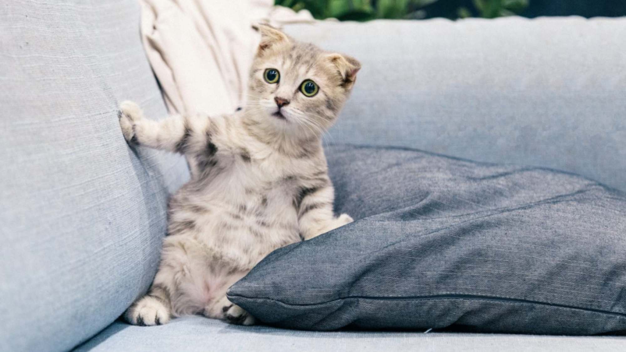 Consejos para cuidar un gato indoor - Mestizos Magazine