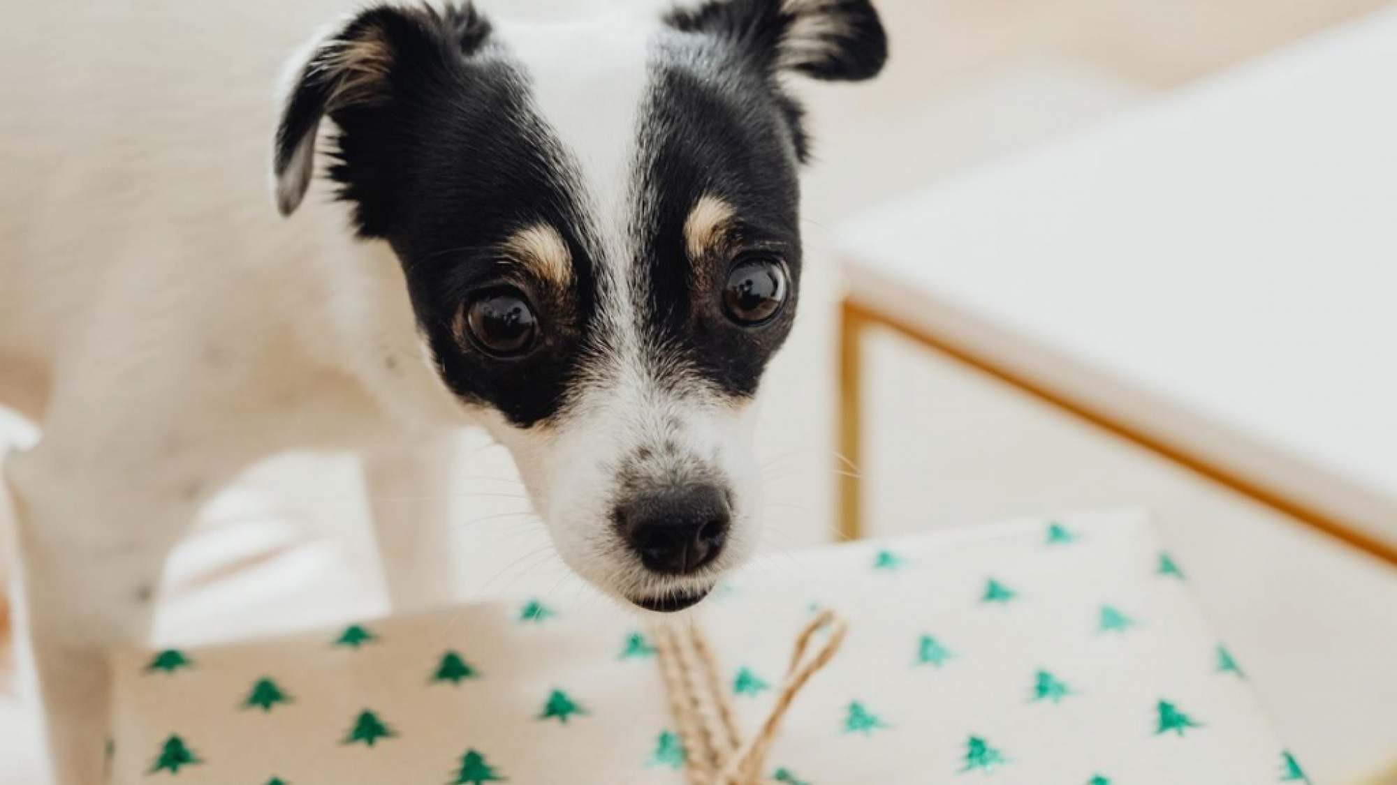 Navidad: Ideas de regalos para tus animales - Mestizos Magazine